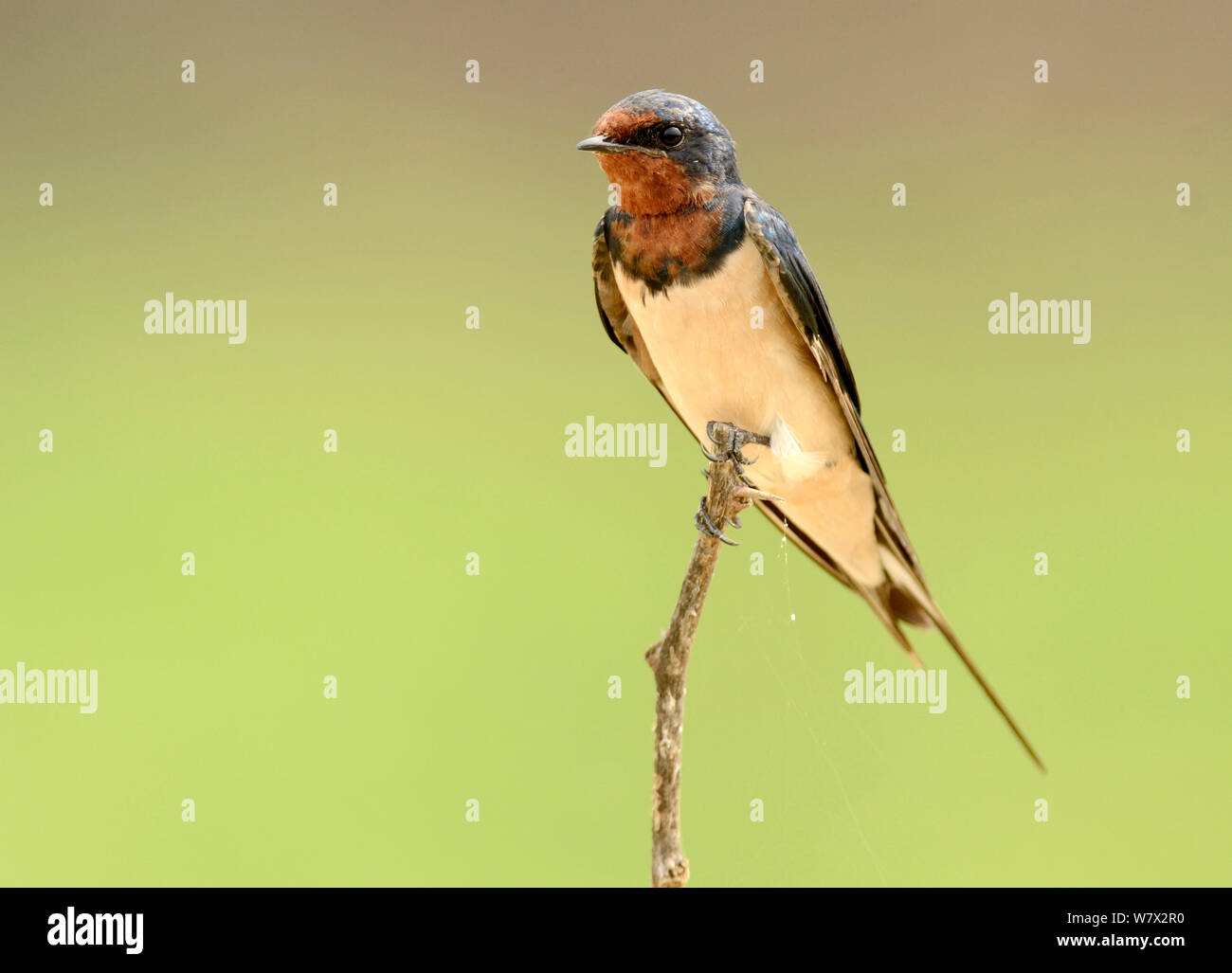 Barn swallow (Hirundo rustica), Boondala Bird Sanctuary, Sri Lanka ...