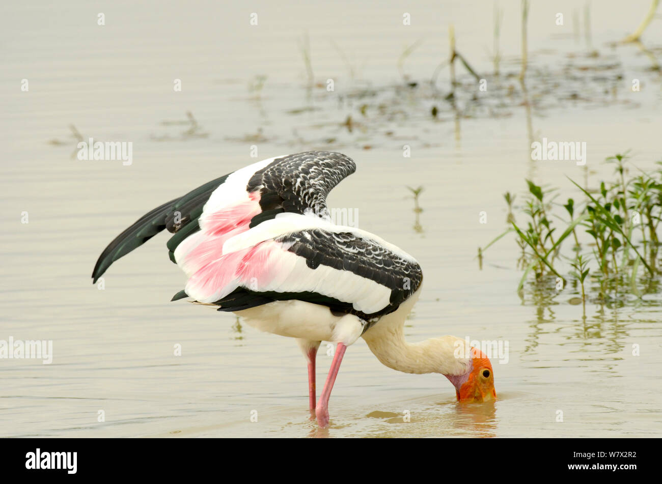 Painted stork (Mycteria leucocephala), Boondala Bird Sanctuary, Sri ...