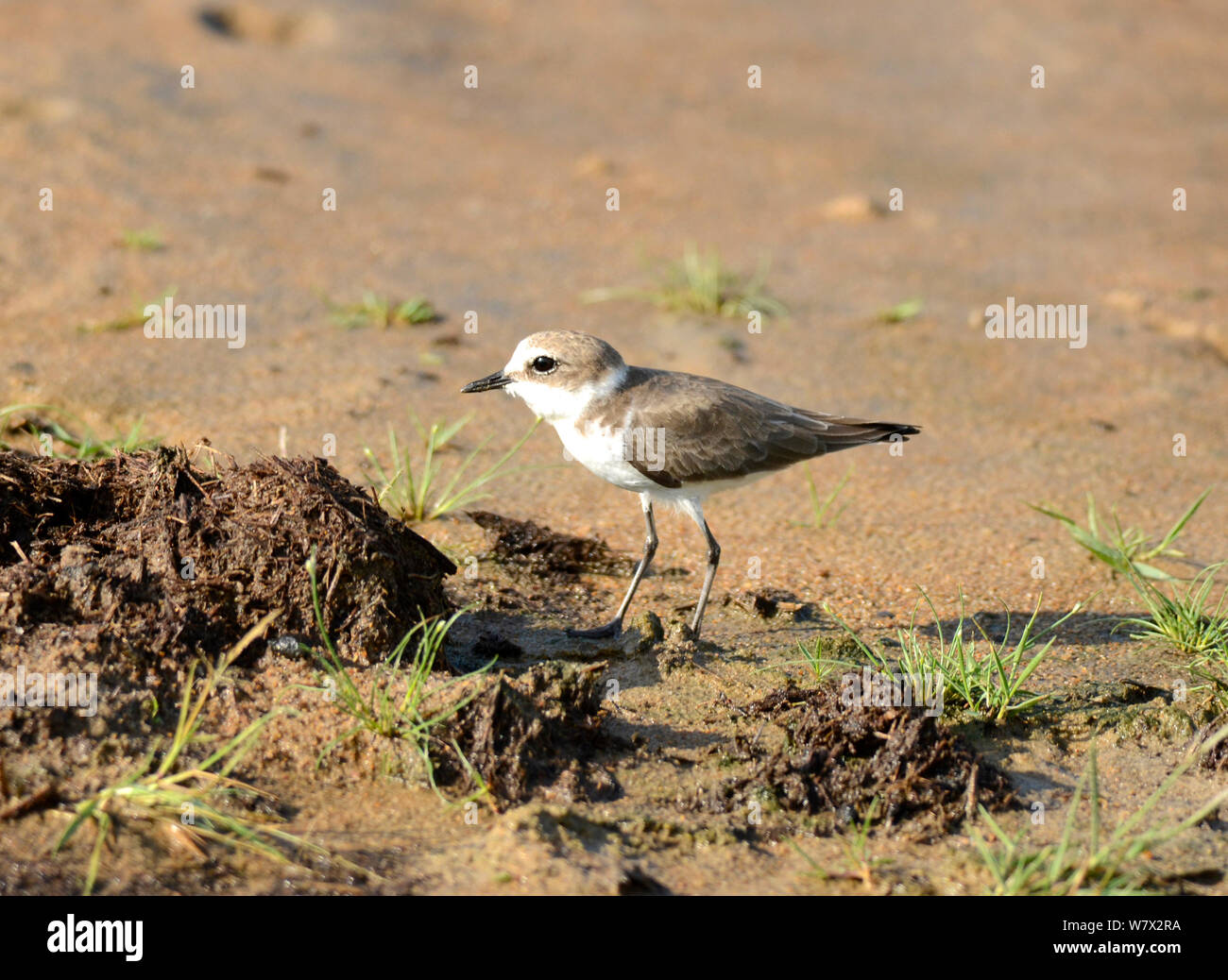 Indian plover hi-res stock photography and images - Alamy
