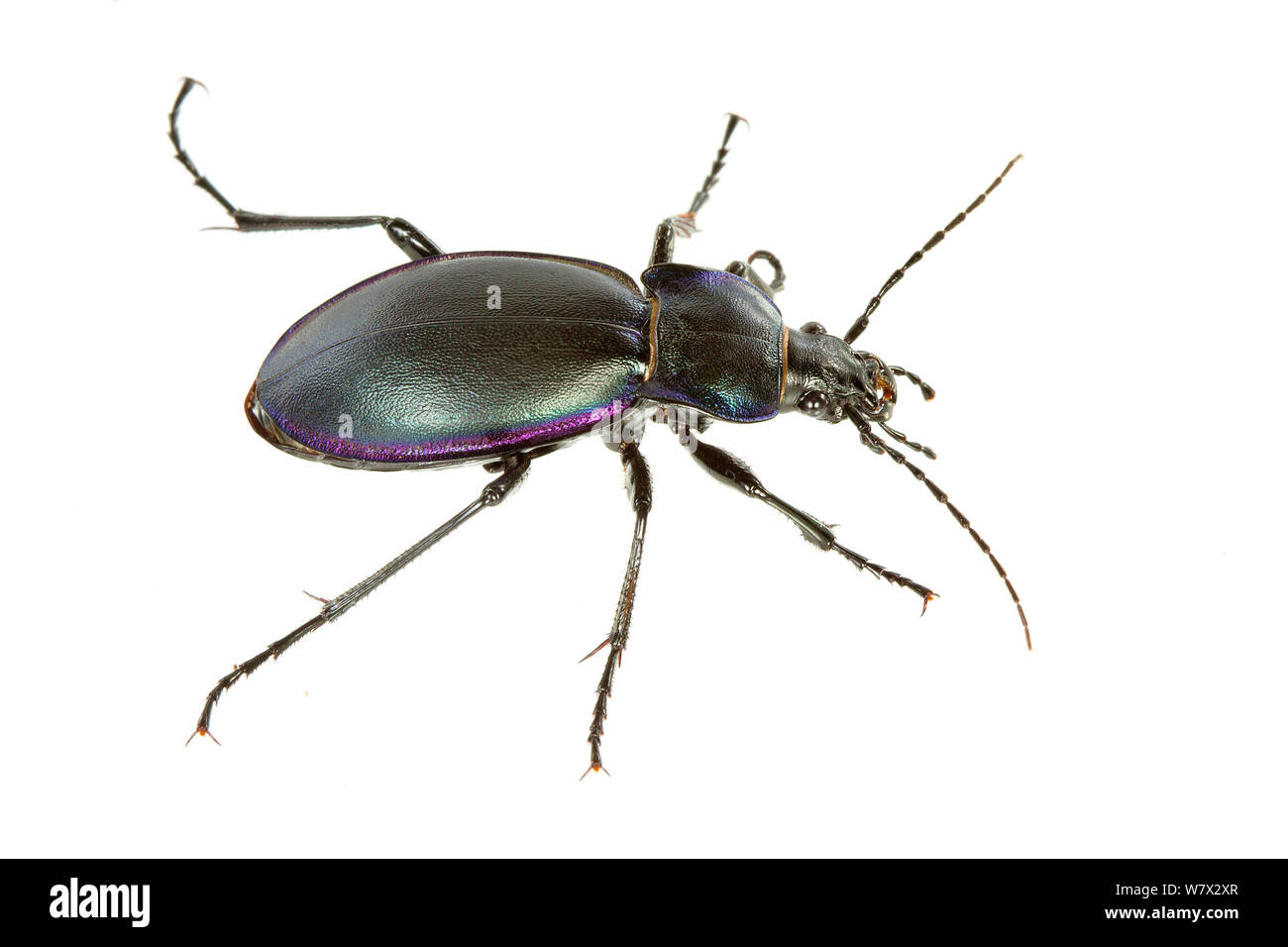 Carabus germarii hi-res stock photography and images - Alamy