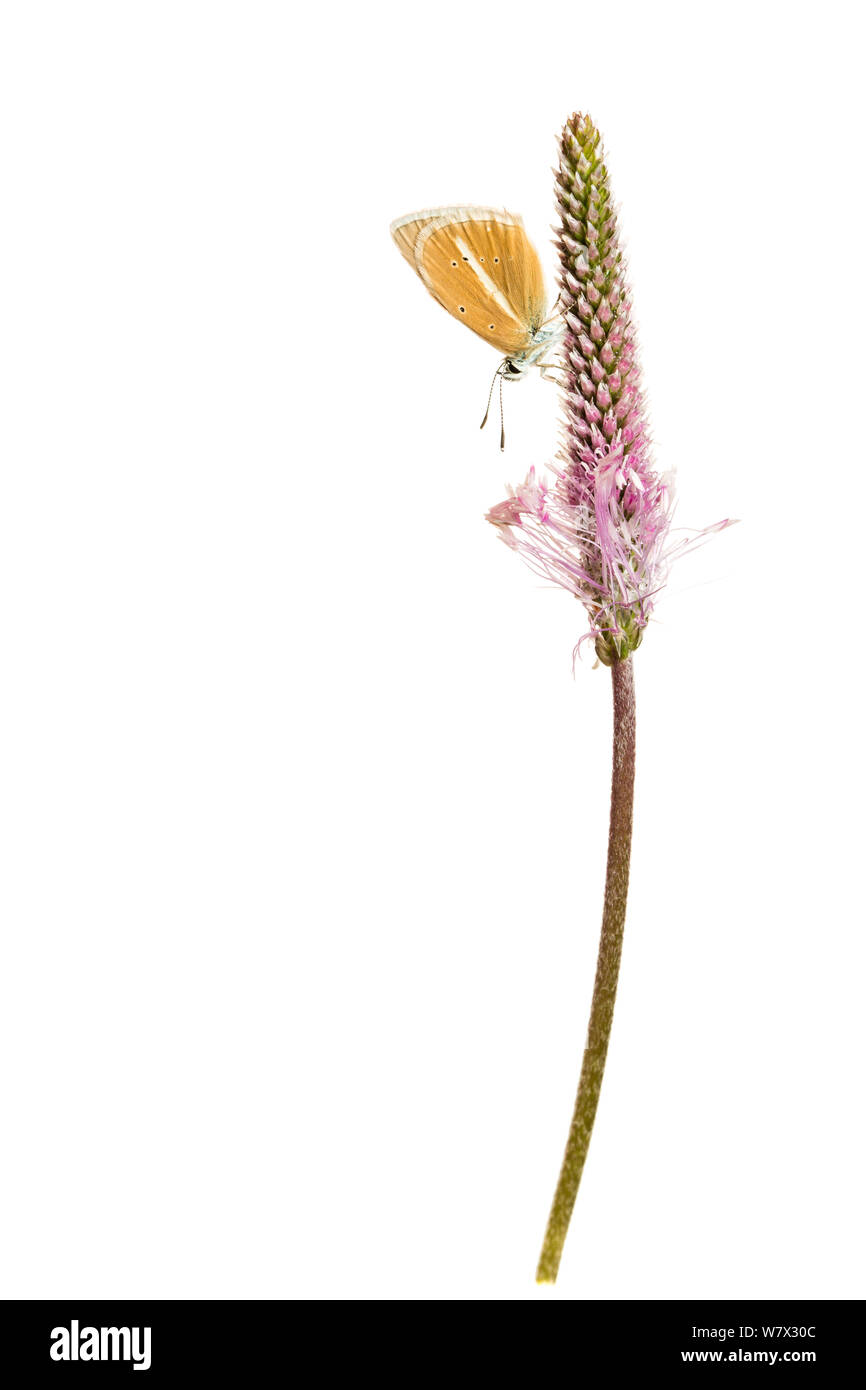 Damon blue butterfly (Polyommatus damon) on plantain flower, Hautes ...