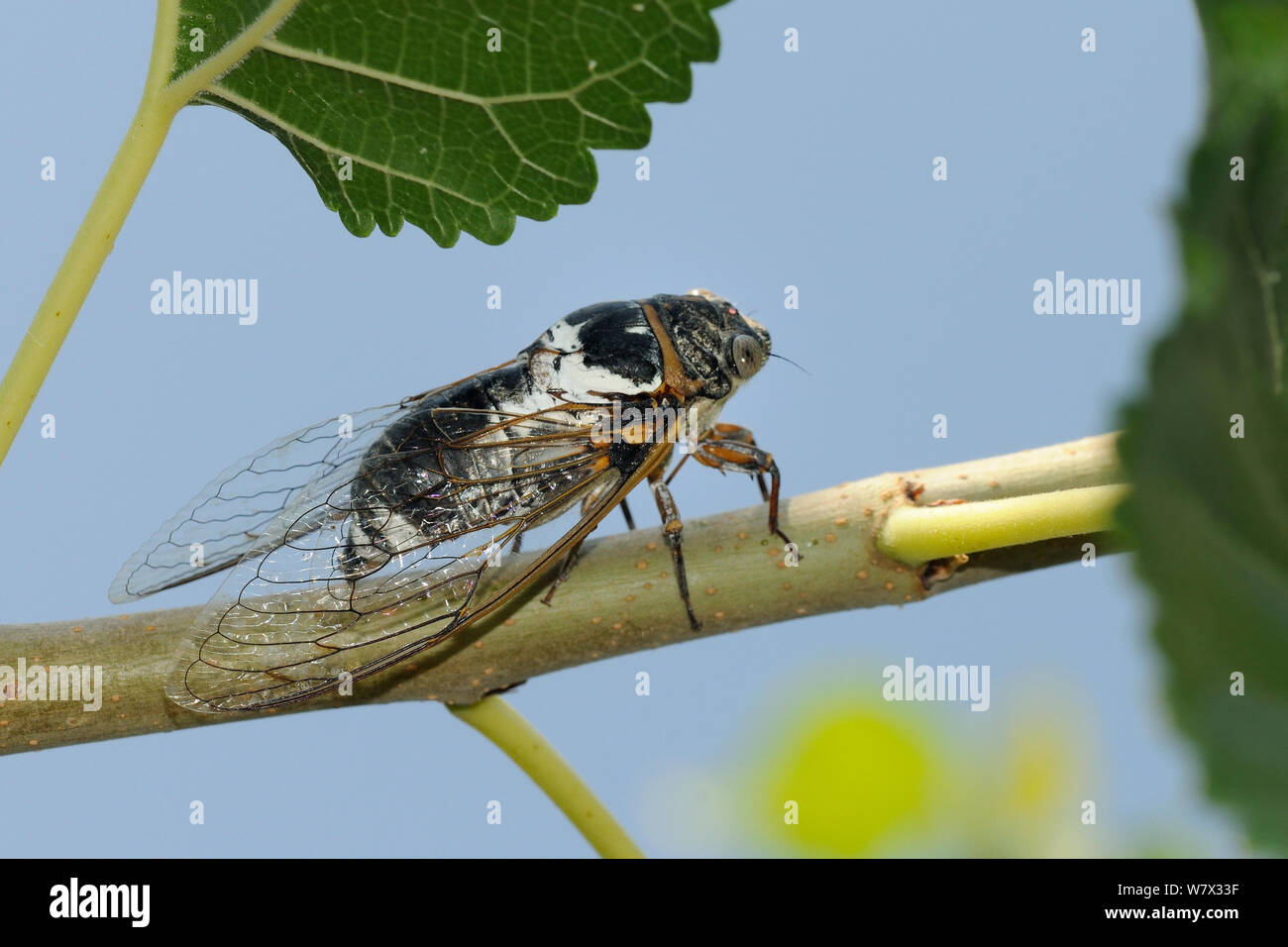 Male European / Common cicada (Lyrisytes plebejus) singing, Epidavros ...