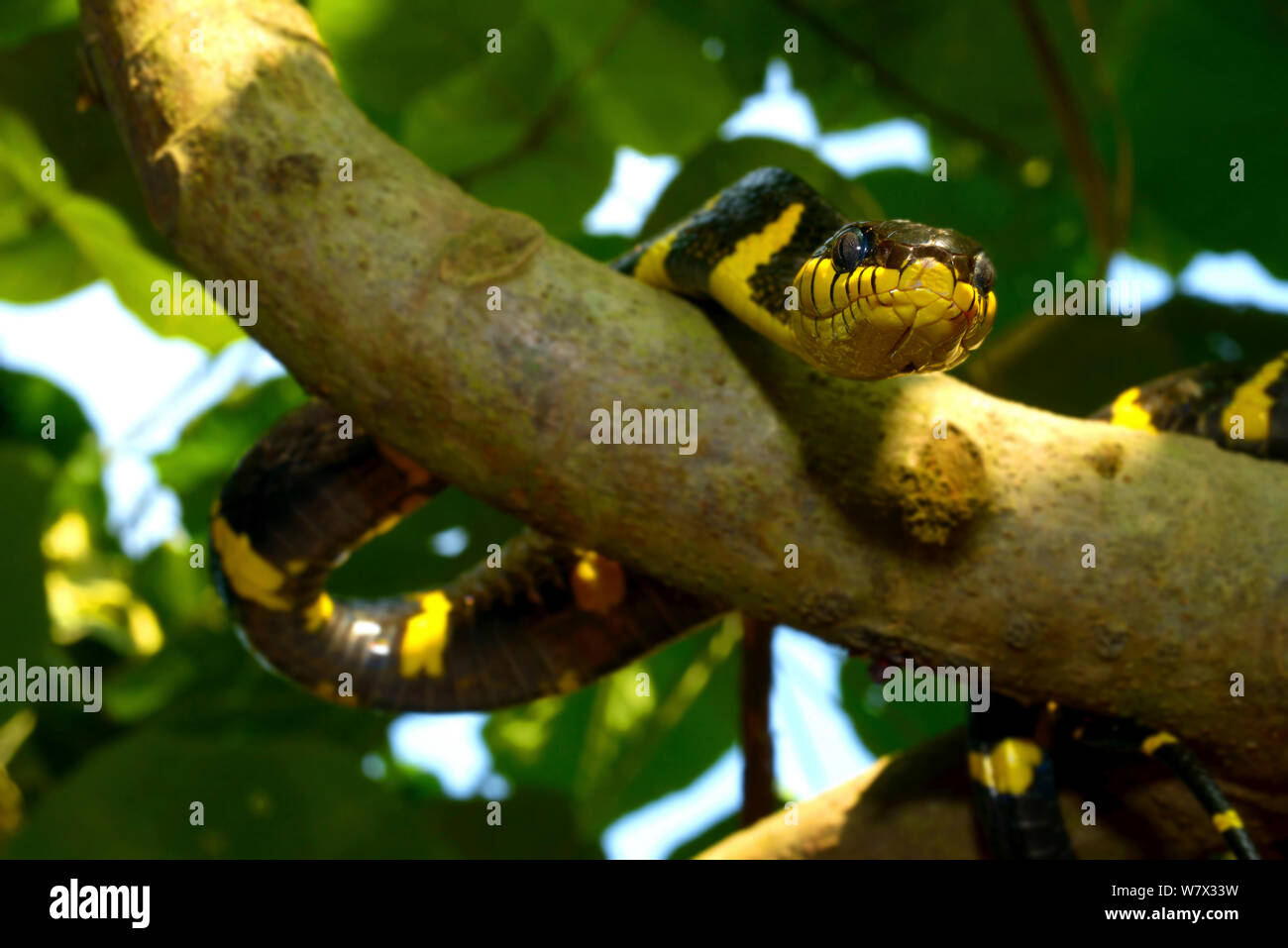 Gold-ringed cat snake (Boiga dendrophila dendrophila) in tree branch ...