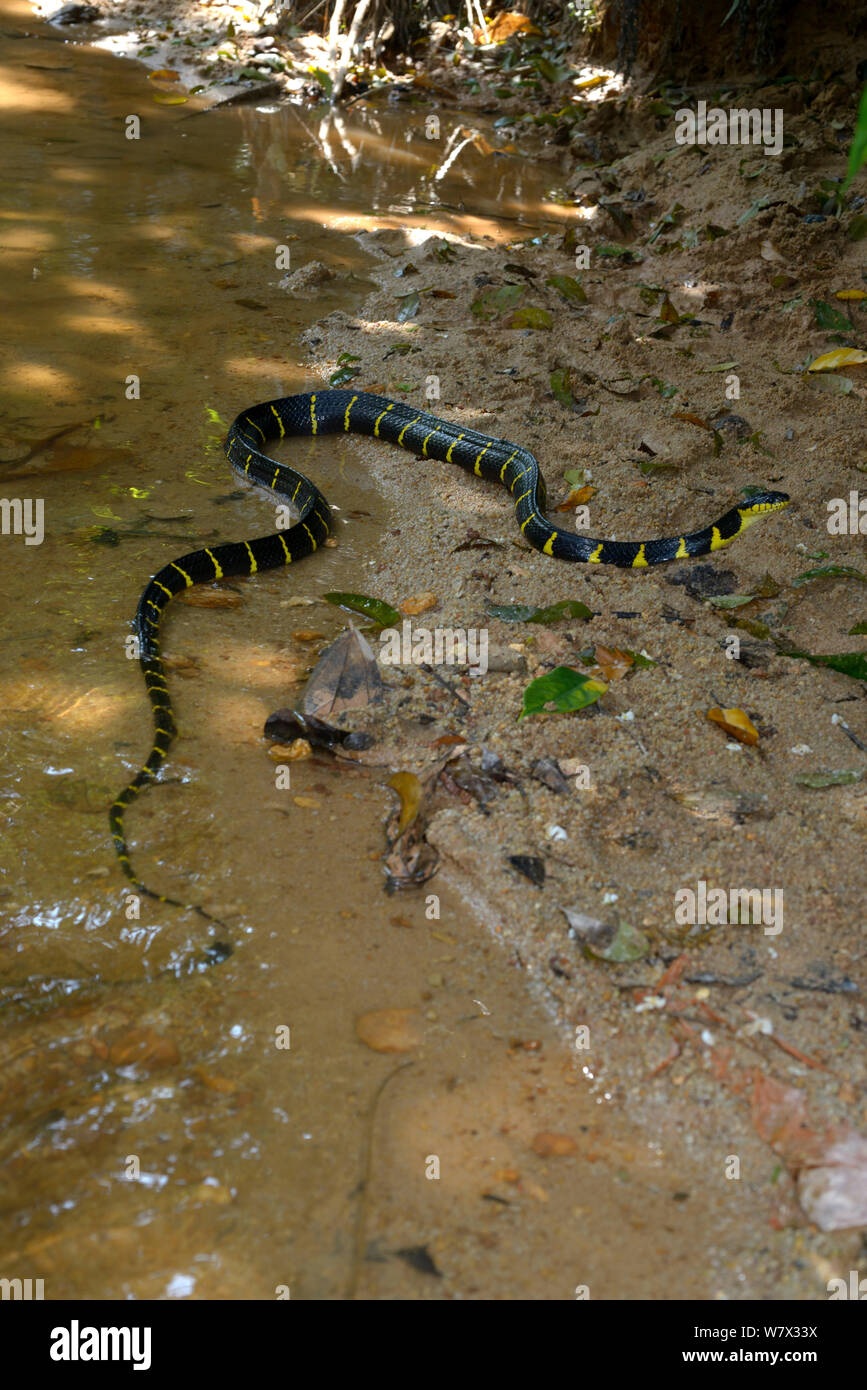 Gold-ringed cat snake (Boiga dendrophila dendrophila) on river bank ...