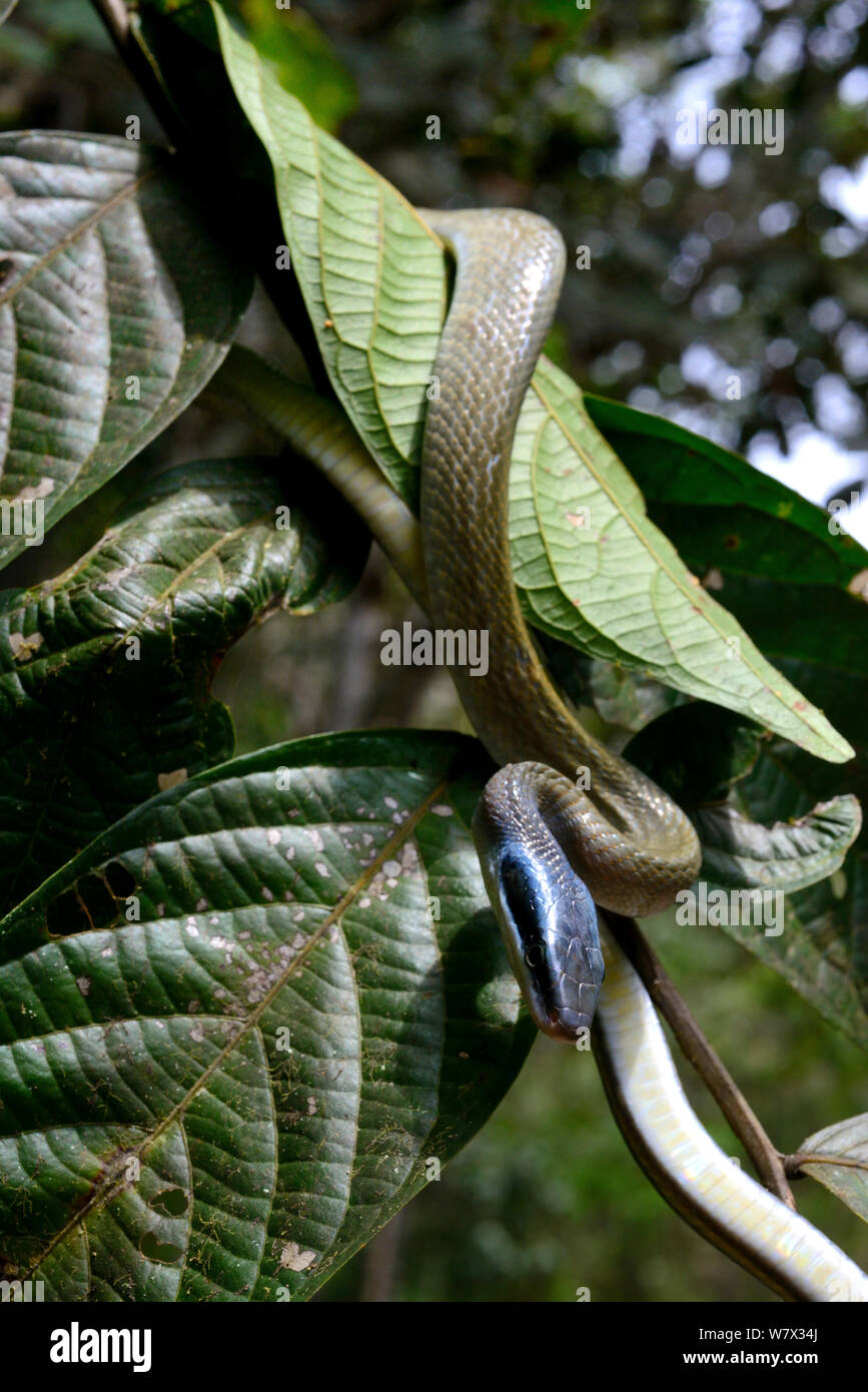 Cave-dwelling rat snake (Orthriophis taeniurus ridleyi) moving in tree ...