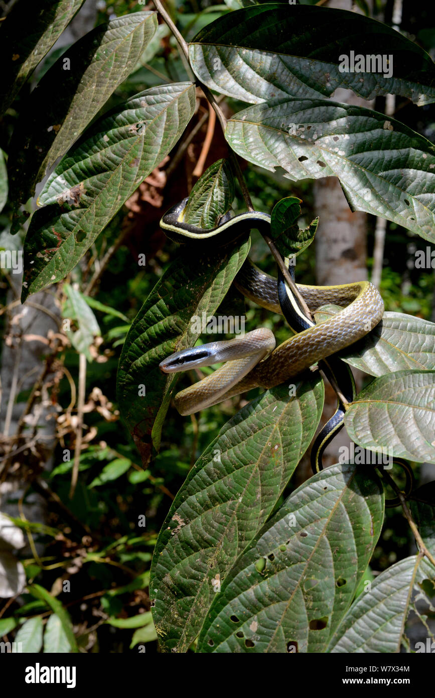 Cave-dwelling rat snake (Orthriophis taeniurus ridleyi) moving in tree ...