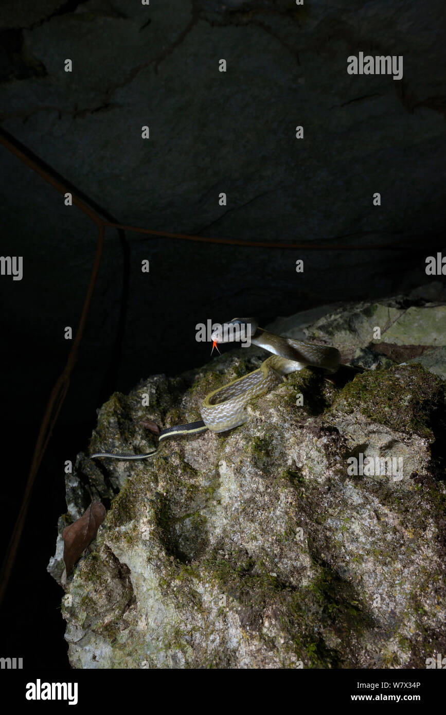 Cave snake hi-res stock photography and images - Alamy