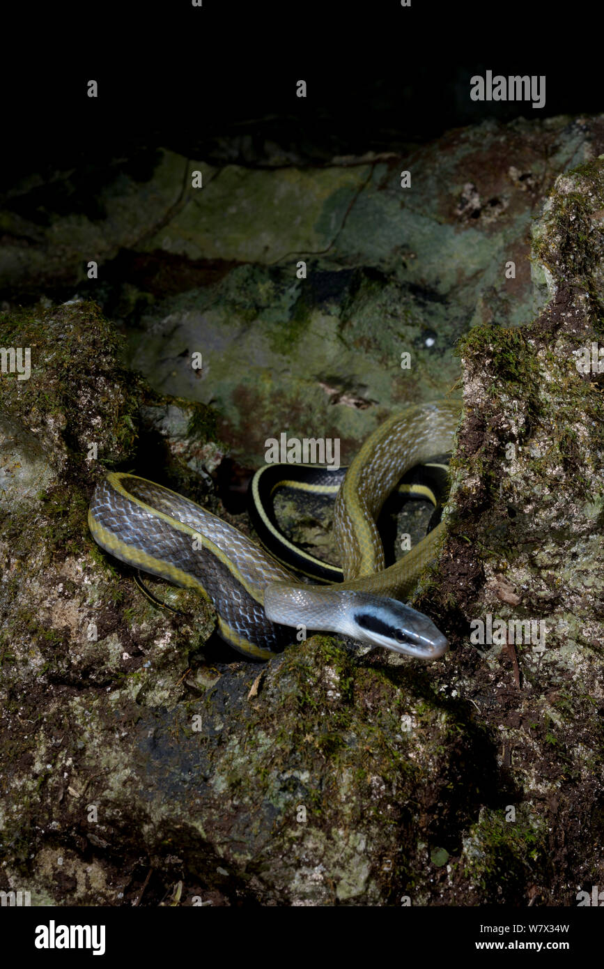 Cave-dwelling rat snake (Orthriophis taeniurus ridleyi) in cave ...
