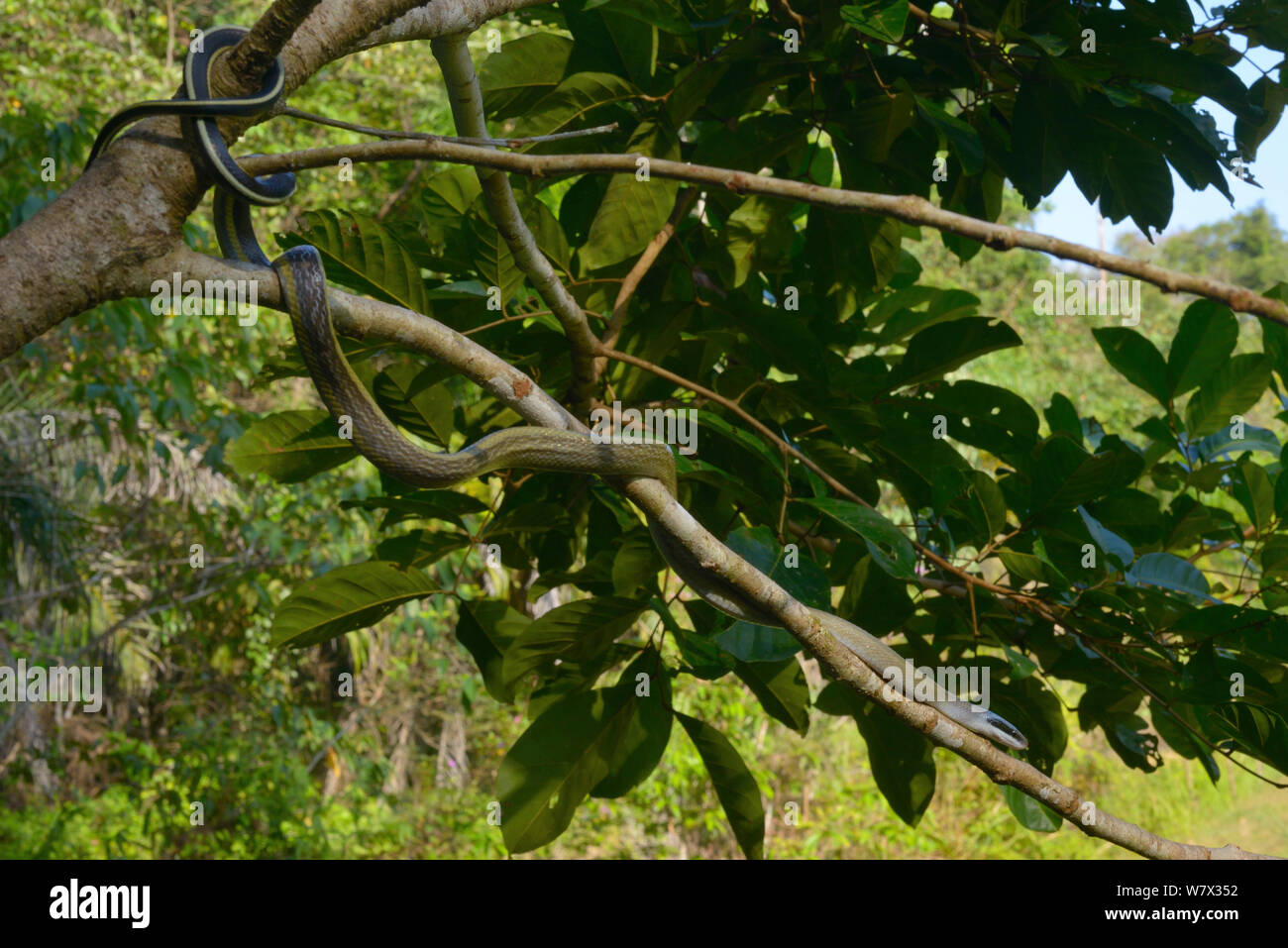 Cave-dwelling rat snake (Orthriophis taeniurus ridleyi) Malaysia Stock ...