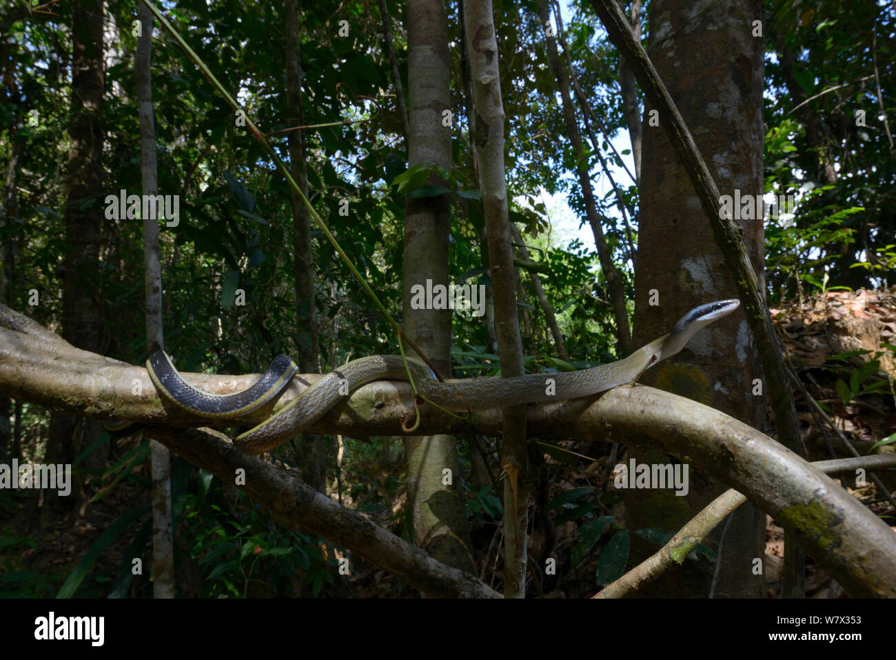 Rat snake hi-res stock photography and images - Alamy