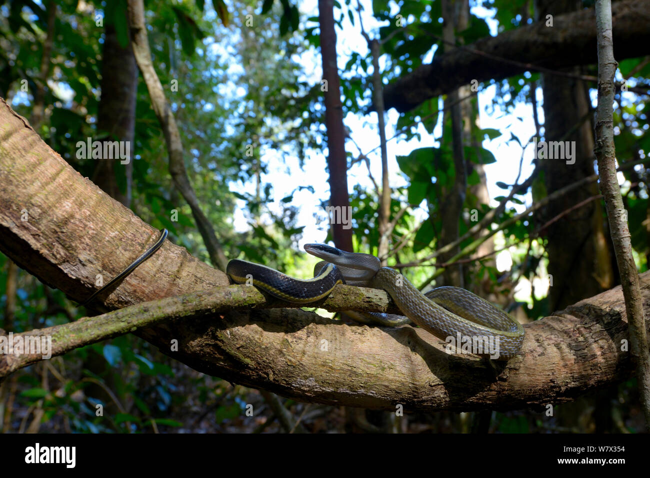 Rat snake hi-res stock photography and images - Alamy