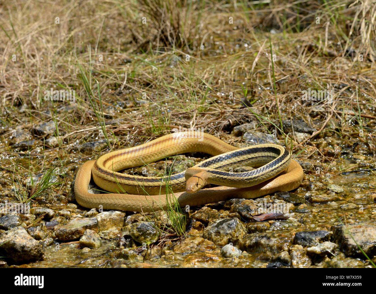 Radiated ratsnake (Coelognathus radiatus) resting in stream, Malaysia ...