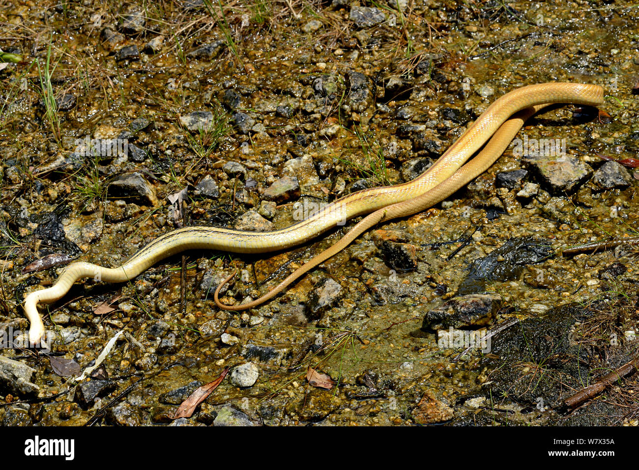 Radiated ratsnake (Coelognathus radiatus) pretending to be dead in ...