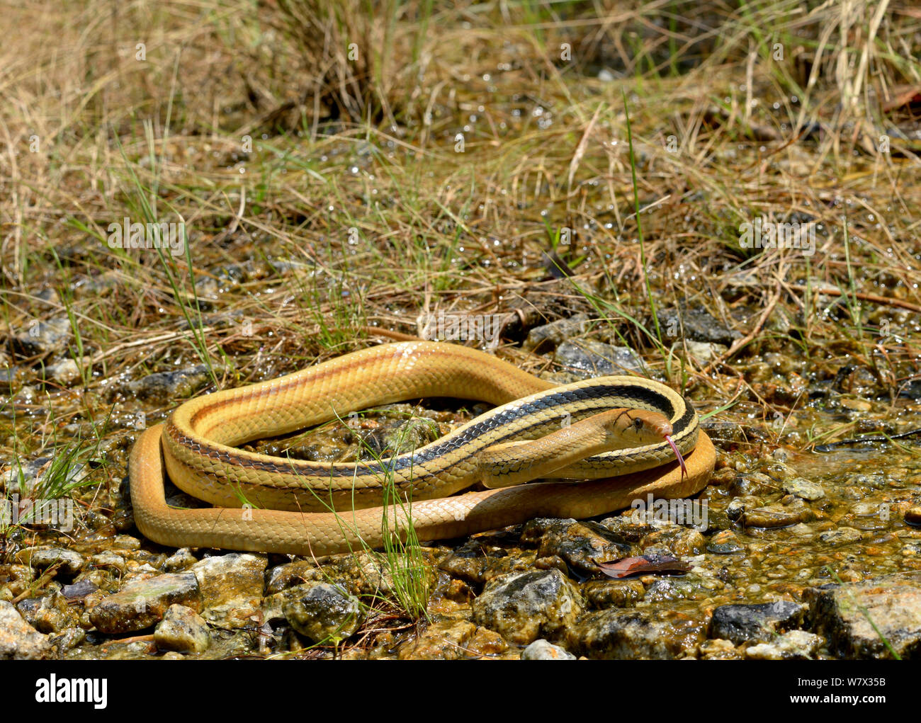 Radiated ratsnake (Coelognathus radiatus) resting in stream, Malaysia ...