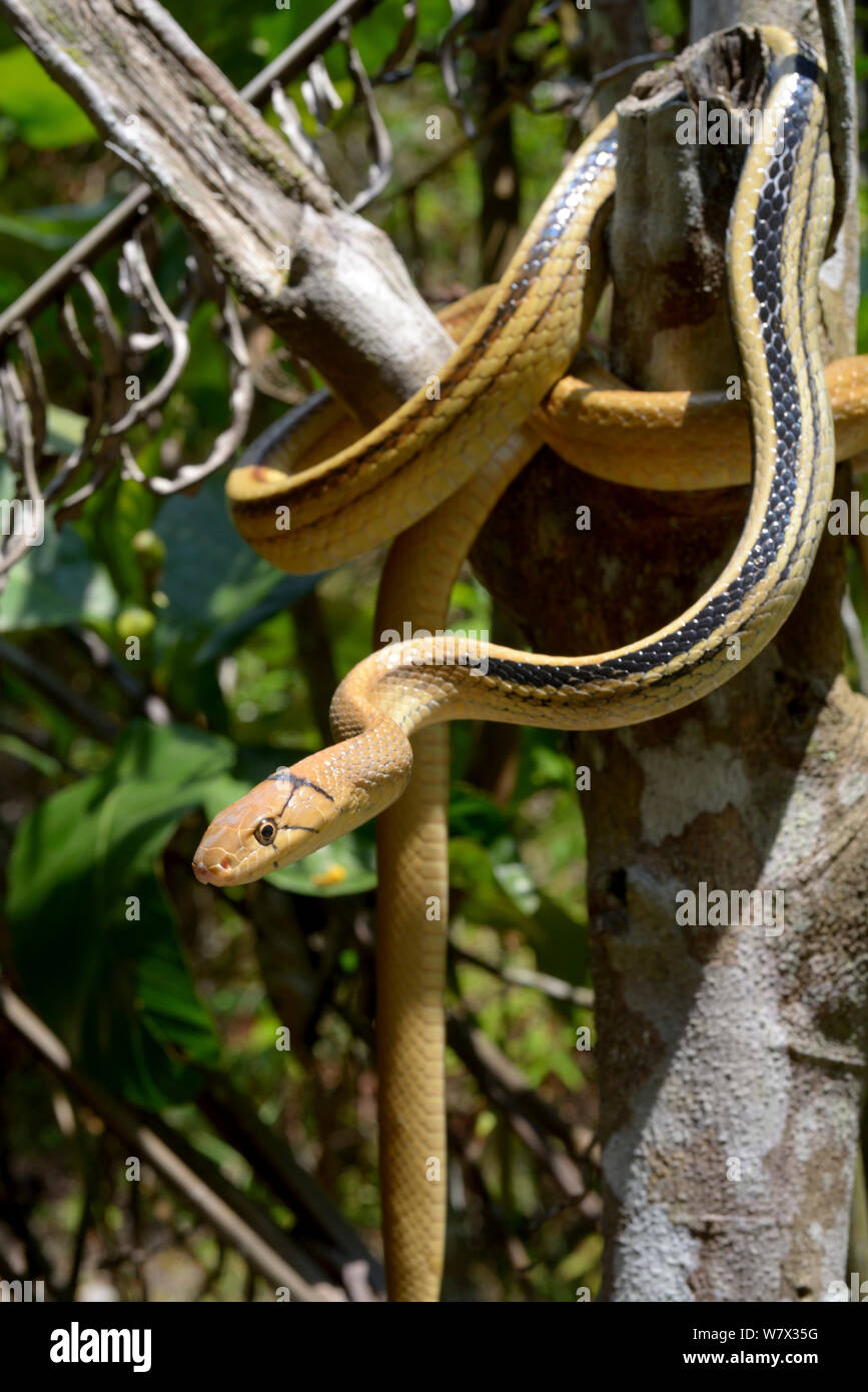 Radiated ratsnake (Coelognathus radiatus) in tree, Malaysia Stock Photo ...