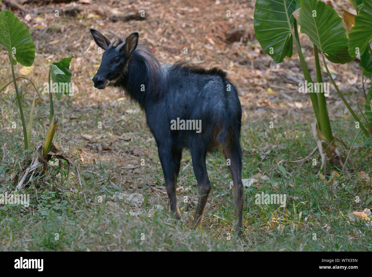 Serow capricornis sumatraensis hi-res stock photography and images - Alamy
