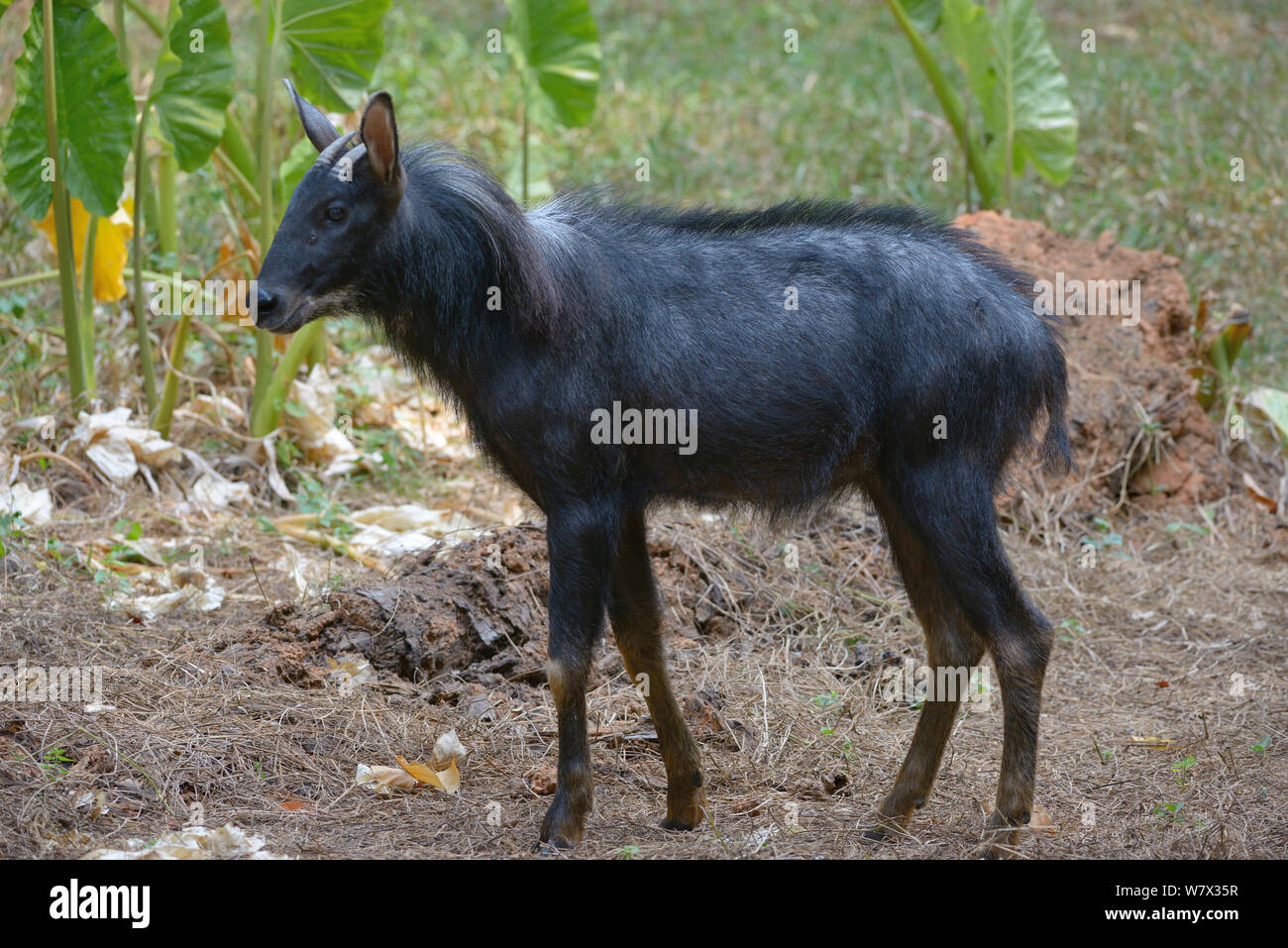 Sumatran serow (Capricornis sumatraensis) Malaysia, captive Stock Photo ...
