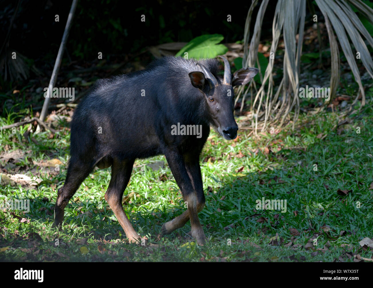 Sumatran serow (Capricornis sumatraensis) Malaysia, captive Stock Photo ...