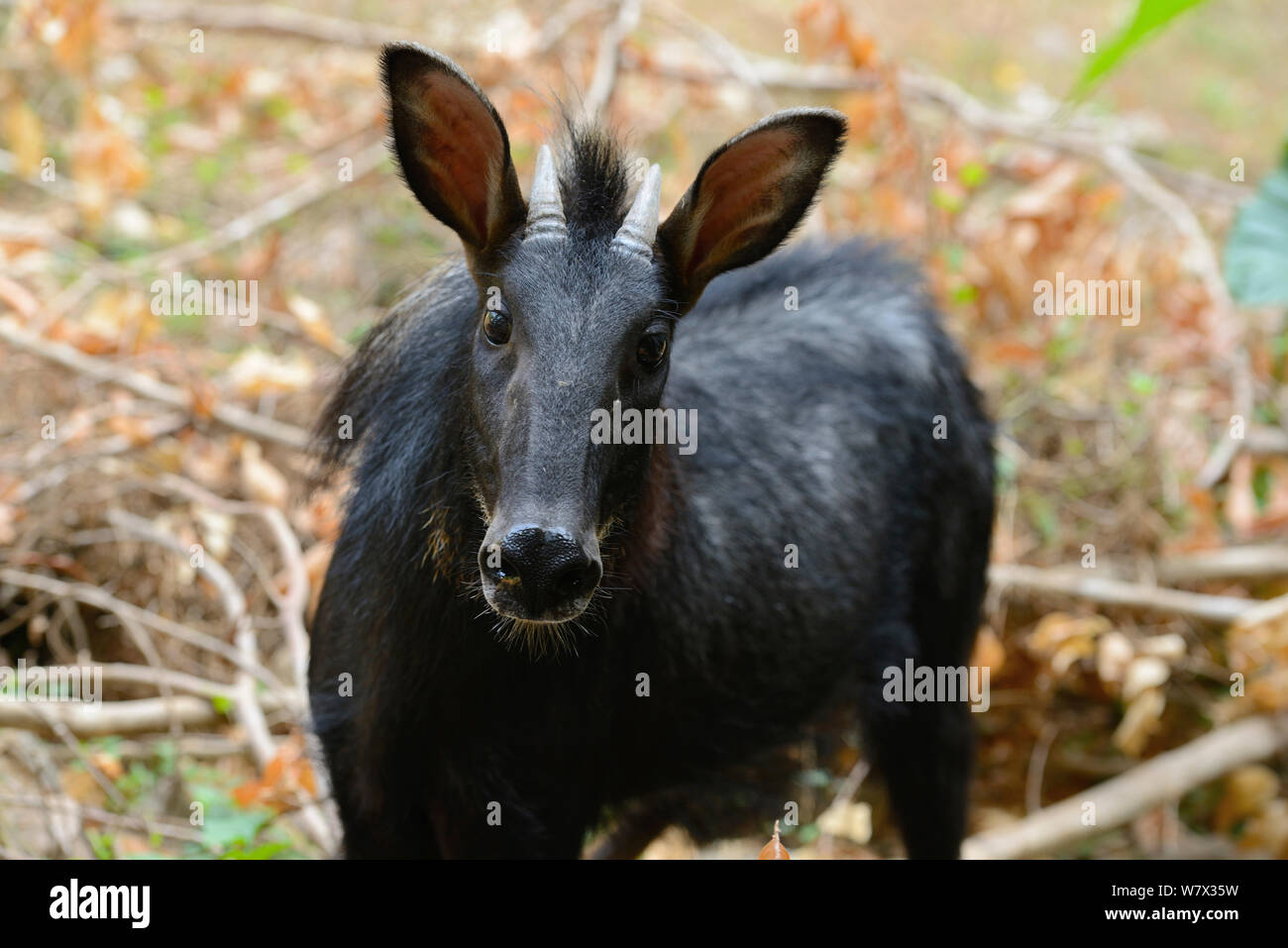 Serow capricornis sumatraensis hi-res stock photography and images - Alamy