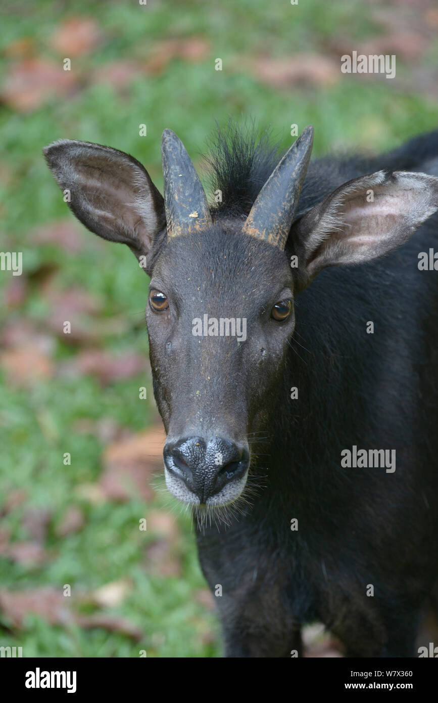 Serow capricornis sumatraensis hi-res stock photography and images - Alamy