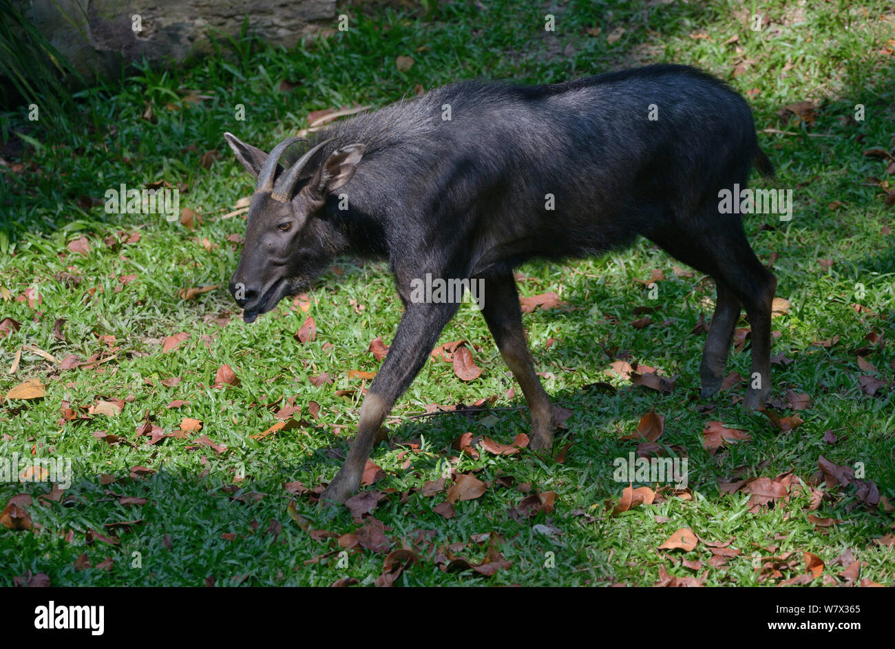 Sumatran serow (Capricornis sumatraensis) Malaysia, captive Stock Photo ...