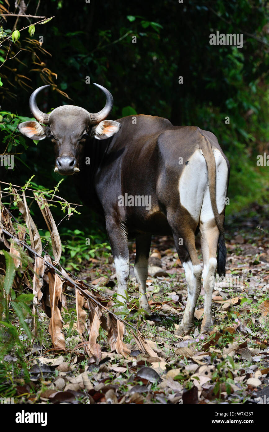 Banteng (Bos javanicus birmanicus) Taman Negara , Malaysia Stock Photo ...