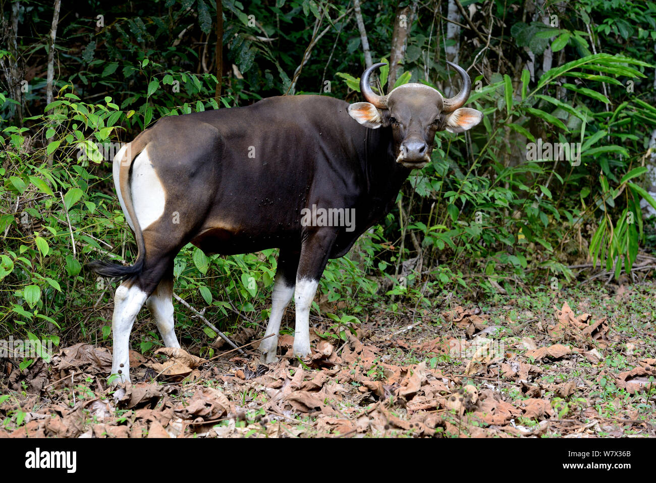 Banteng malaysia hi-res stock photography and images - Alamy