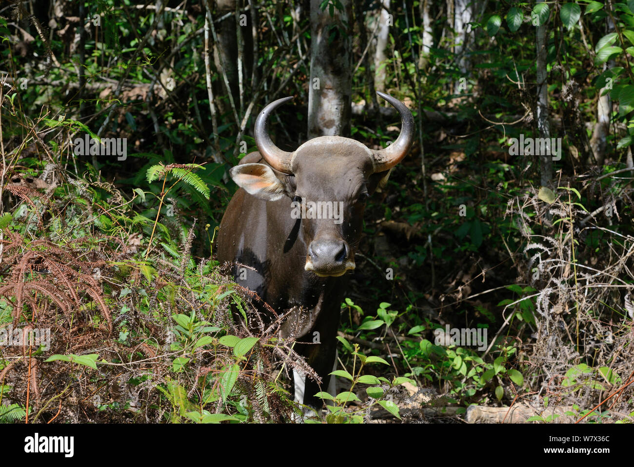 Banteng (Bos javanicus birmanicus) Taman Negara , Malaysia Stock Photo ...