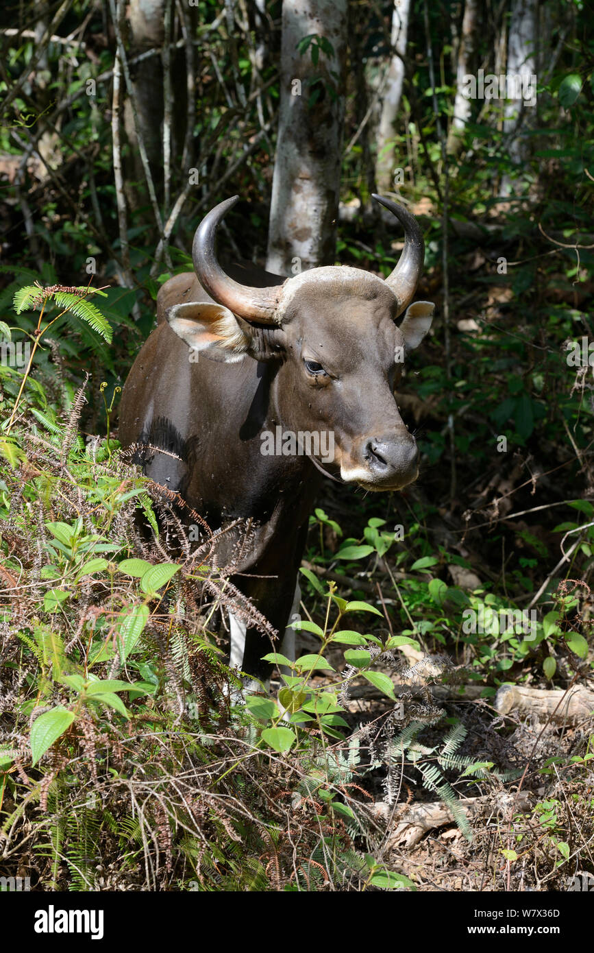 Banteng hi-res stock photography and images - Alamy