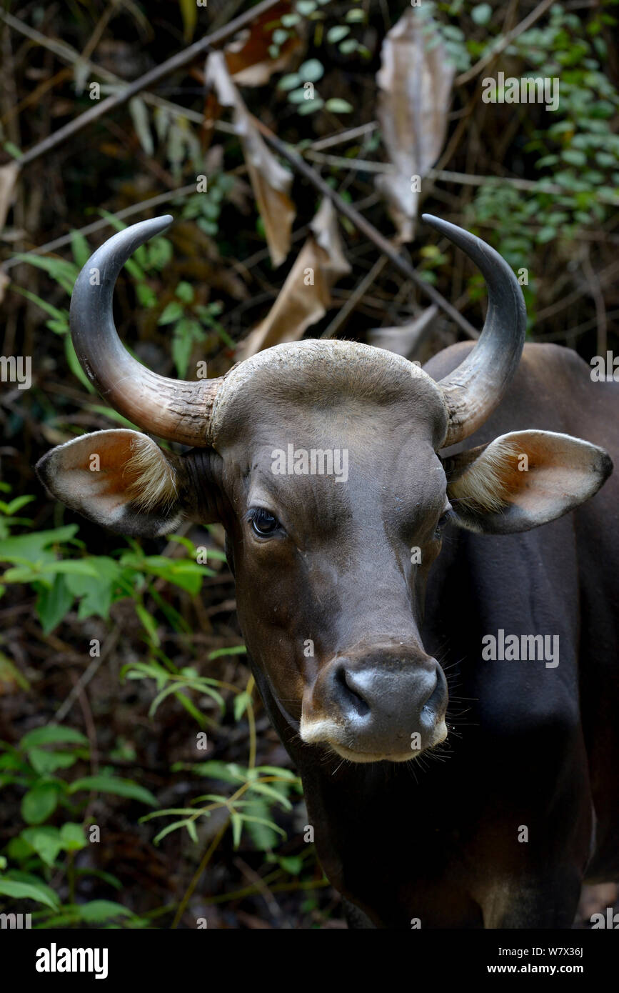Banteng hi-res stock photography and images - Alamy
