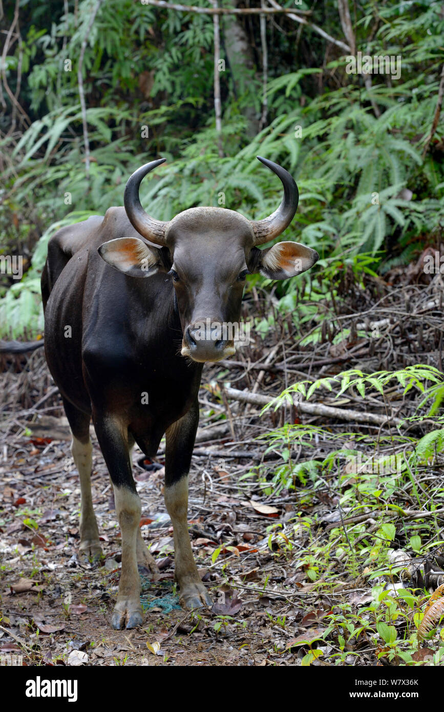 Banteng hi-res stock photography and images - Alamy