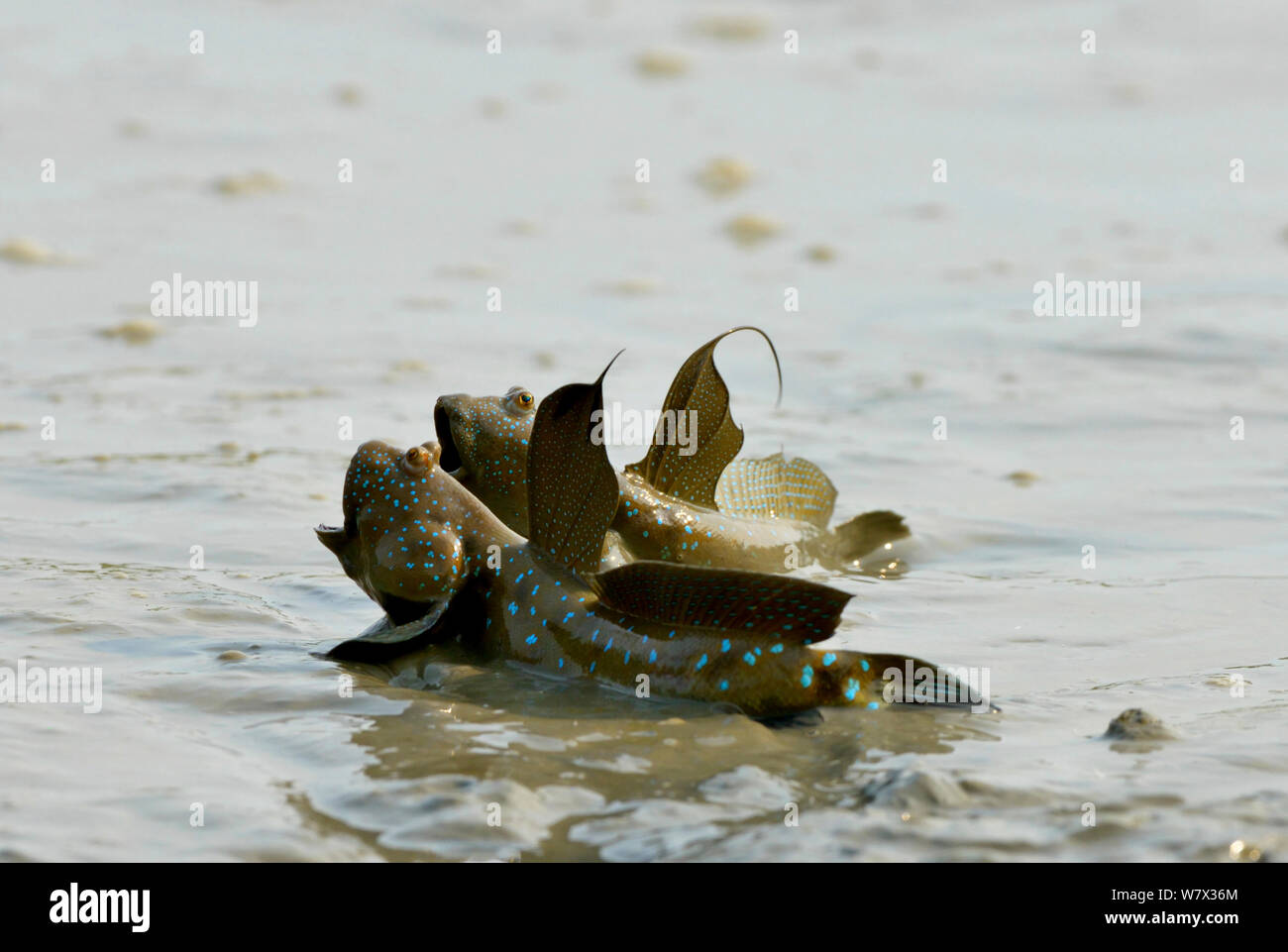 Blue spotted mudskipper hi-res stock photography and images - Alamy