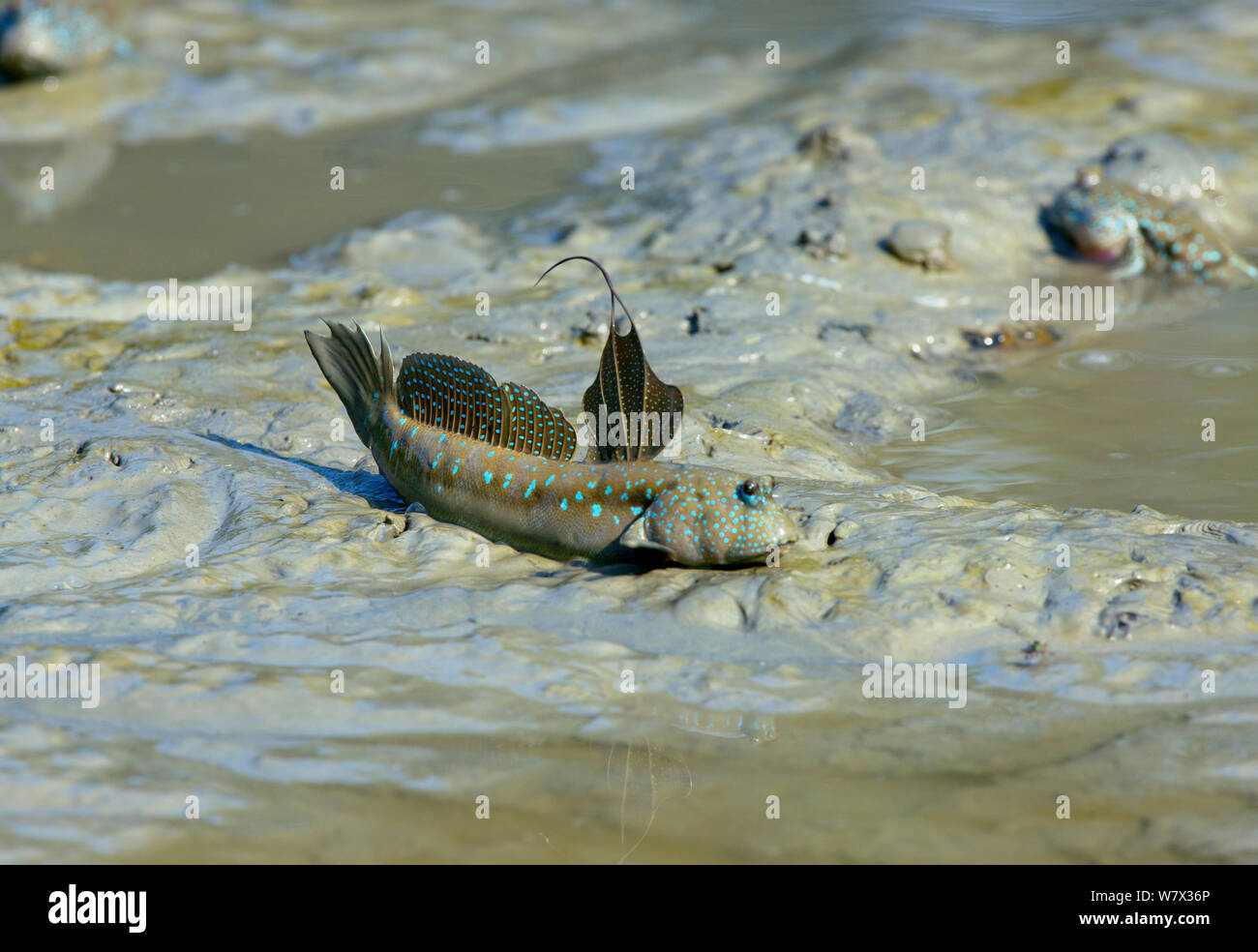 Blue Spotted Mudskipper