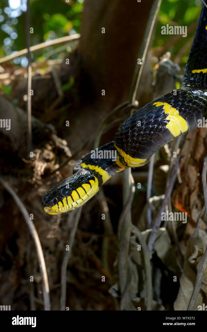 Venomous snakes of malaysia hi-res stock photography and images - Alamy