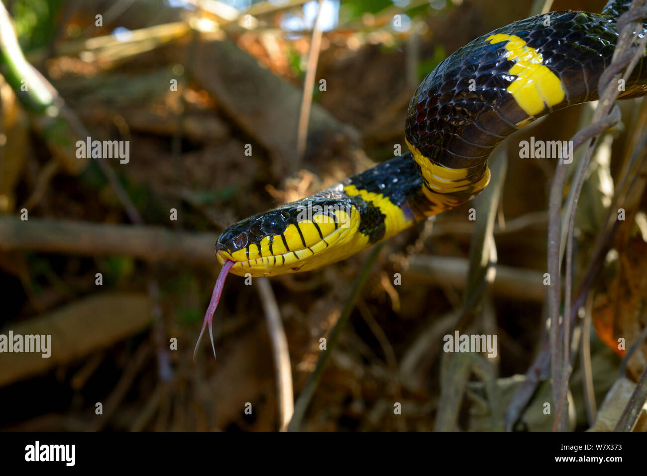 Gold ringed cat snake boiga dendrophila hi-res stock photography and ...