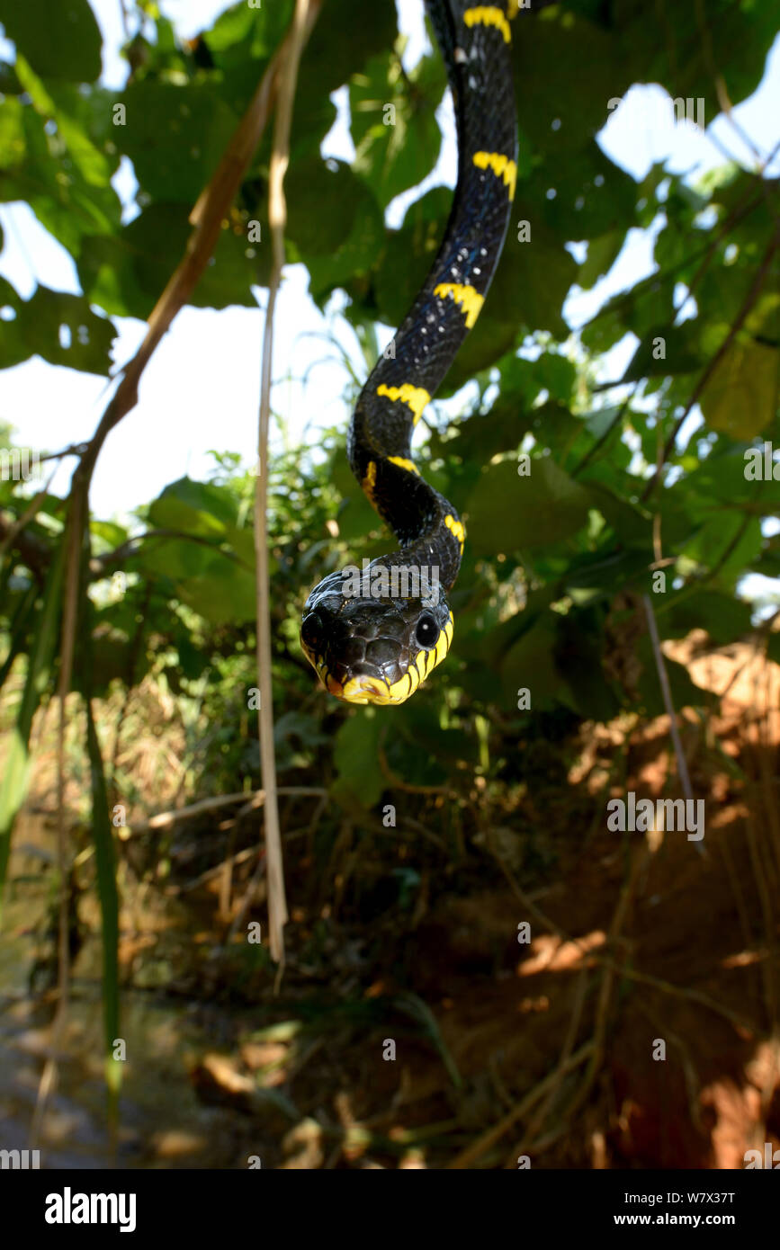 Venomous snakes of malaysia hi-res stock photography and images - Alamy