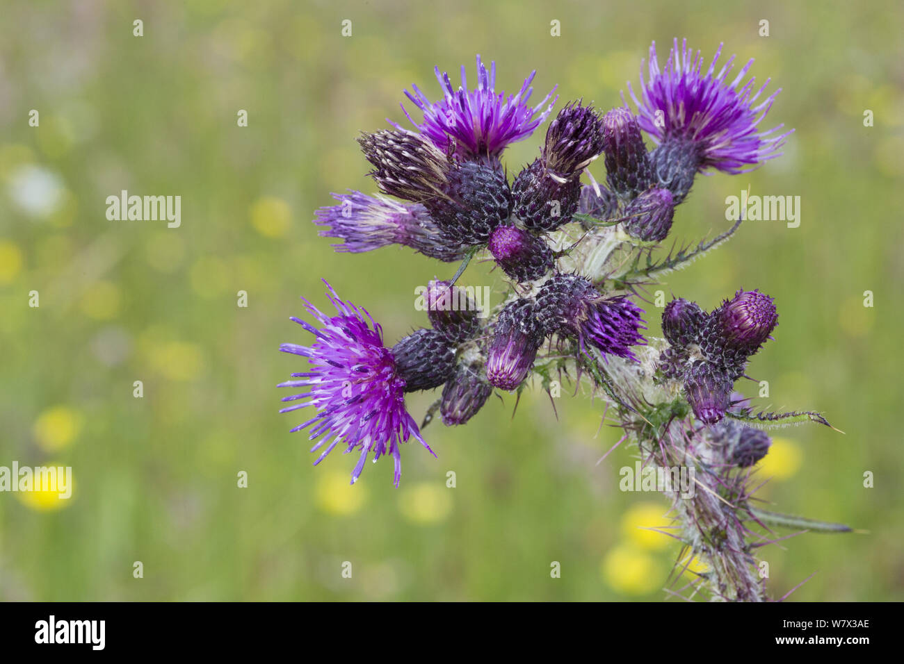 Marsh Thistle (Cirsium palustre) Derbyshire, UK. June Stock Photo - Alamy