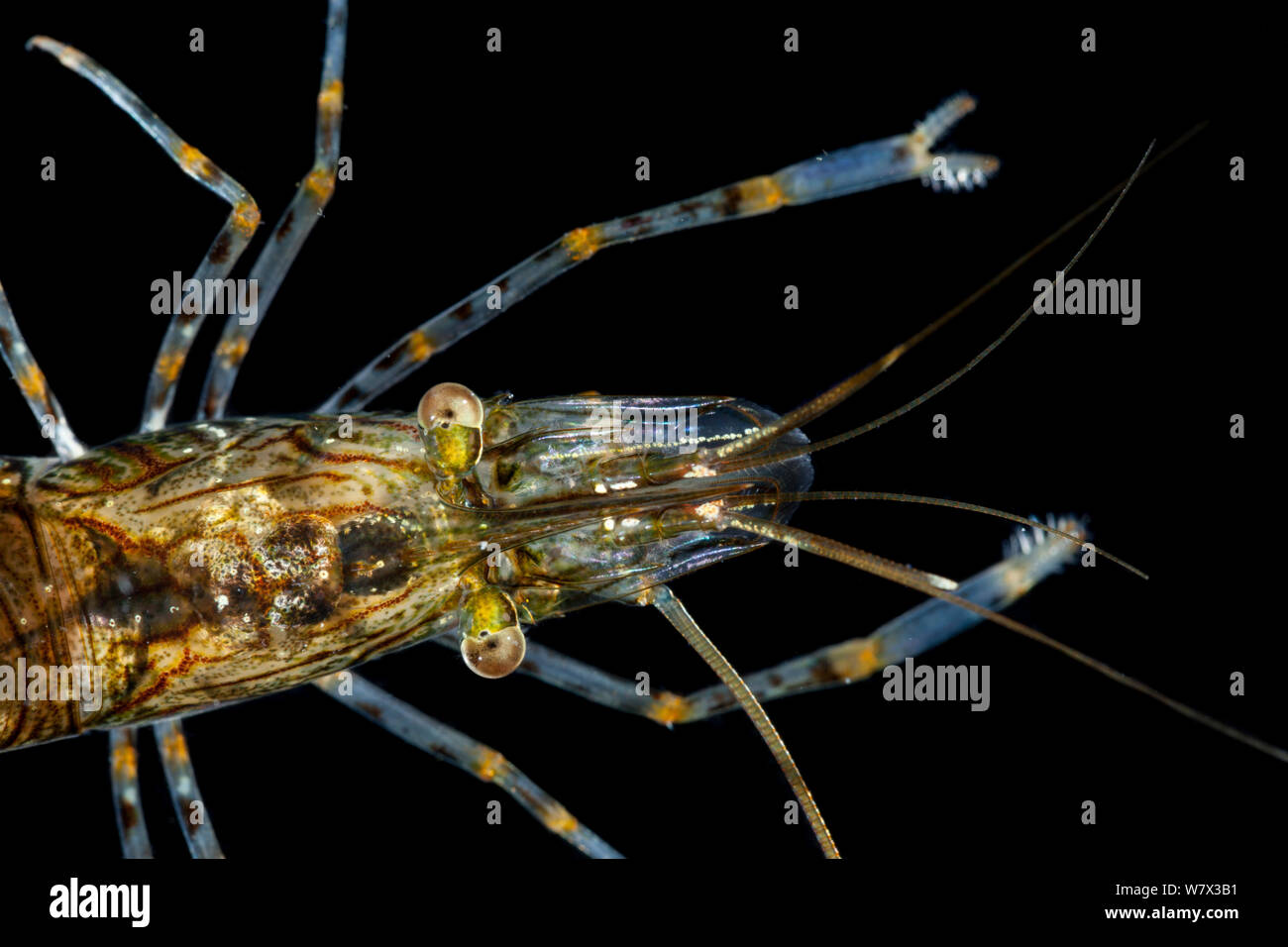 Common Prawn (Palemeon serratus) photographed in mobile field studio ...