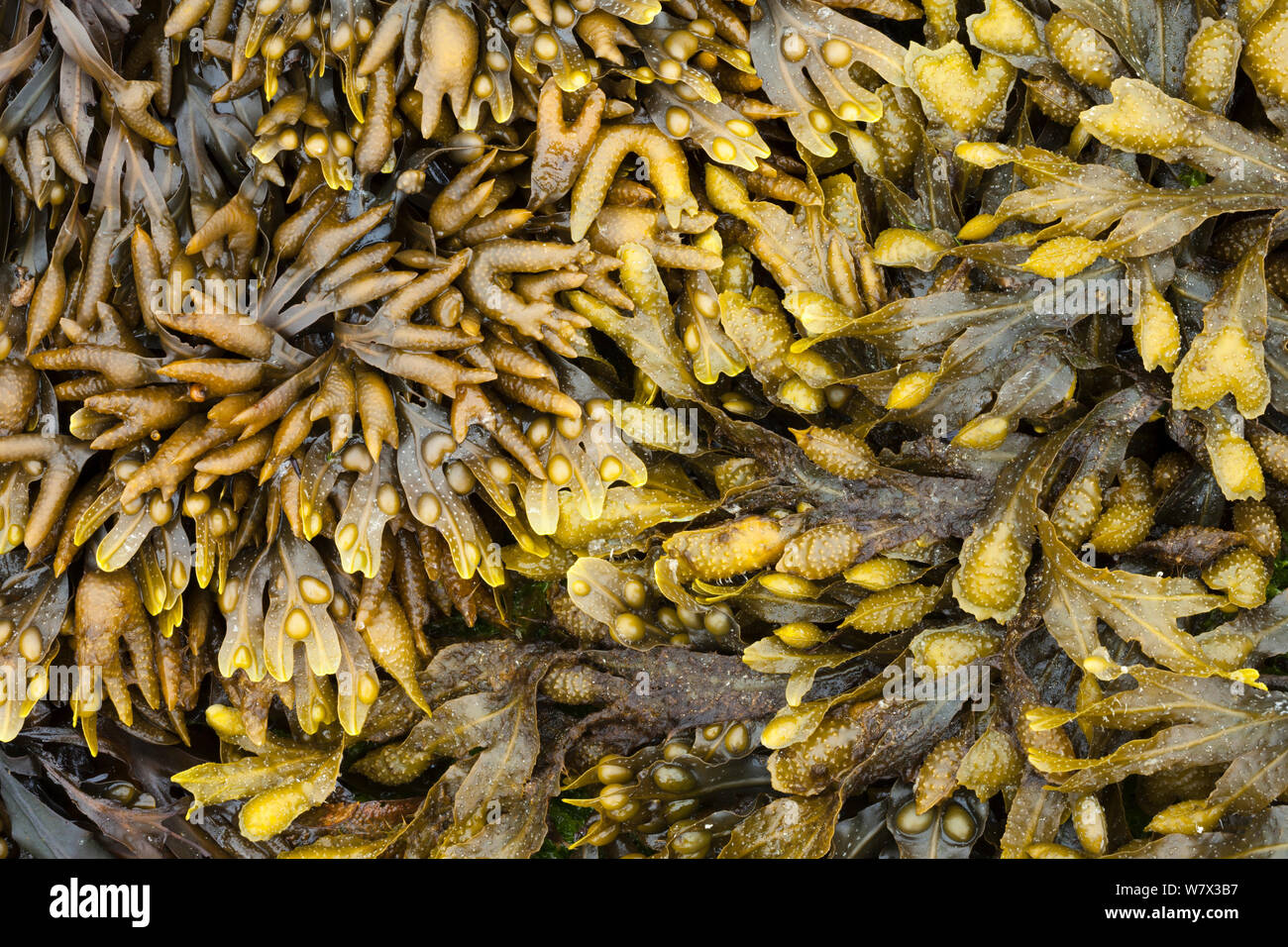 Channelled Wrack (Pelvetia canaliculata), Bladder Wrack (Fucus ...