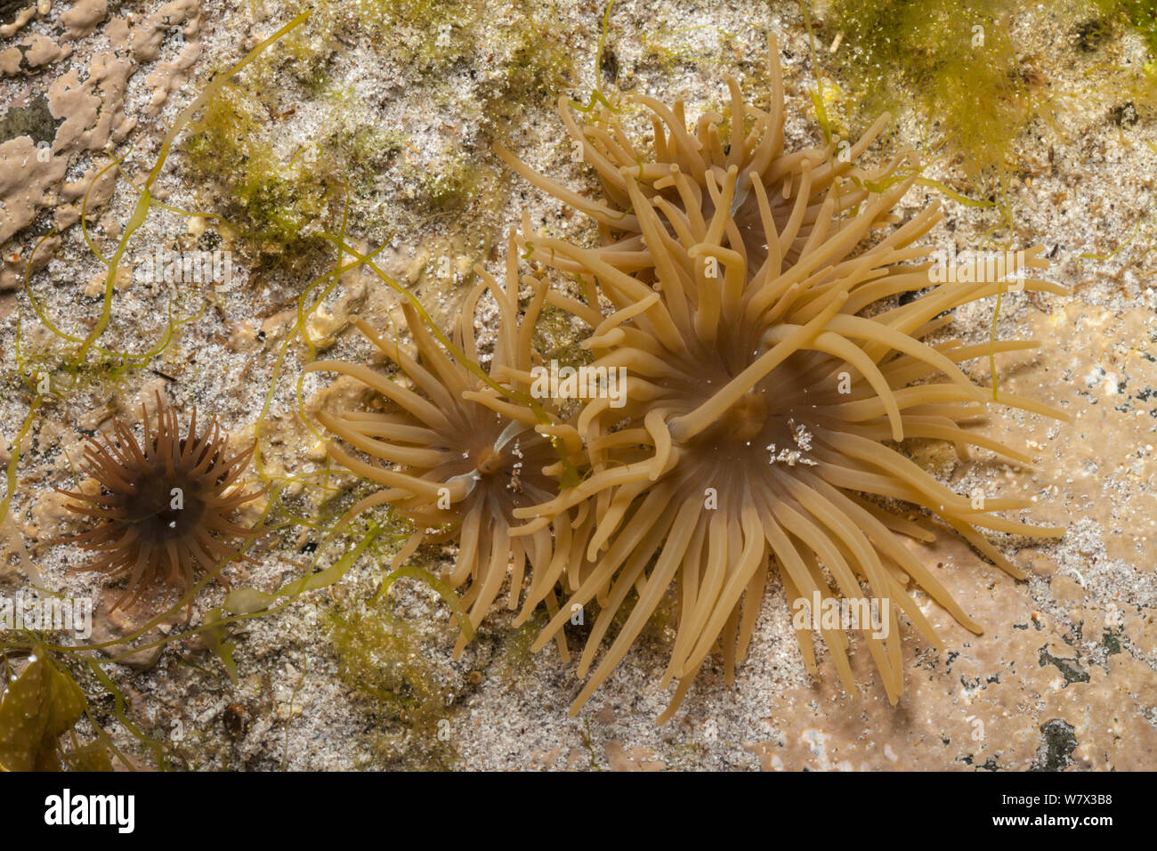 Snakelocks Anemone (Anemonia viridis) brown morph, in rock pool at low ...