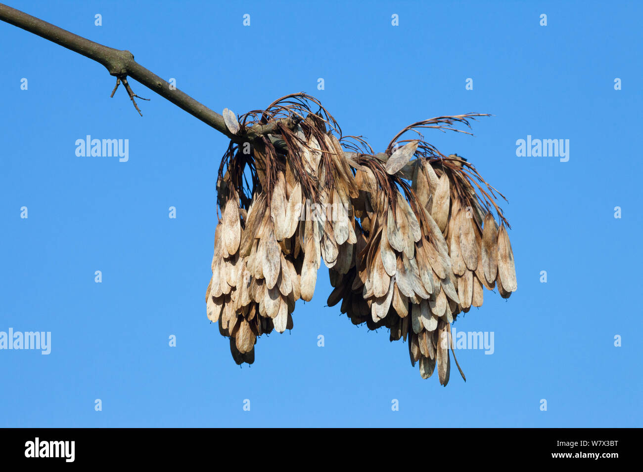 Ash keys (Fraxinus excelsior), Peak DIstrict National Park, Derbyshire ...