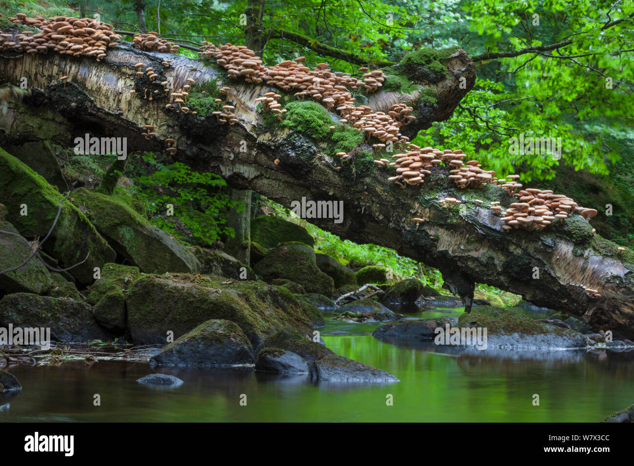 Honey Fungus (Armillaria sp.) growing on dead birch tree above a stream ...