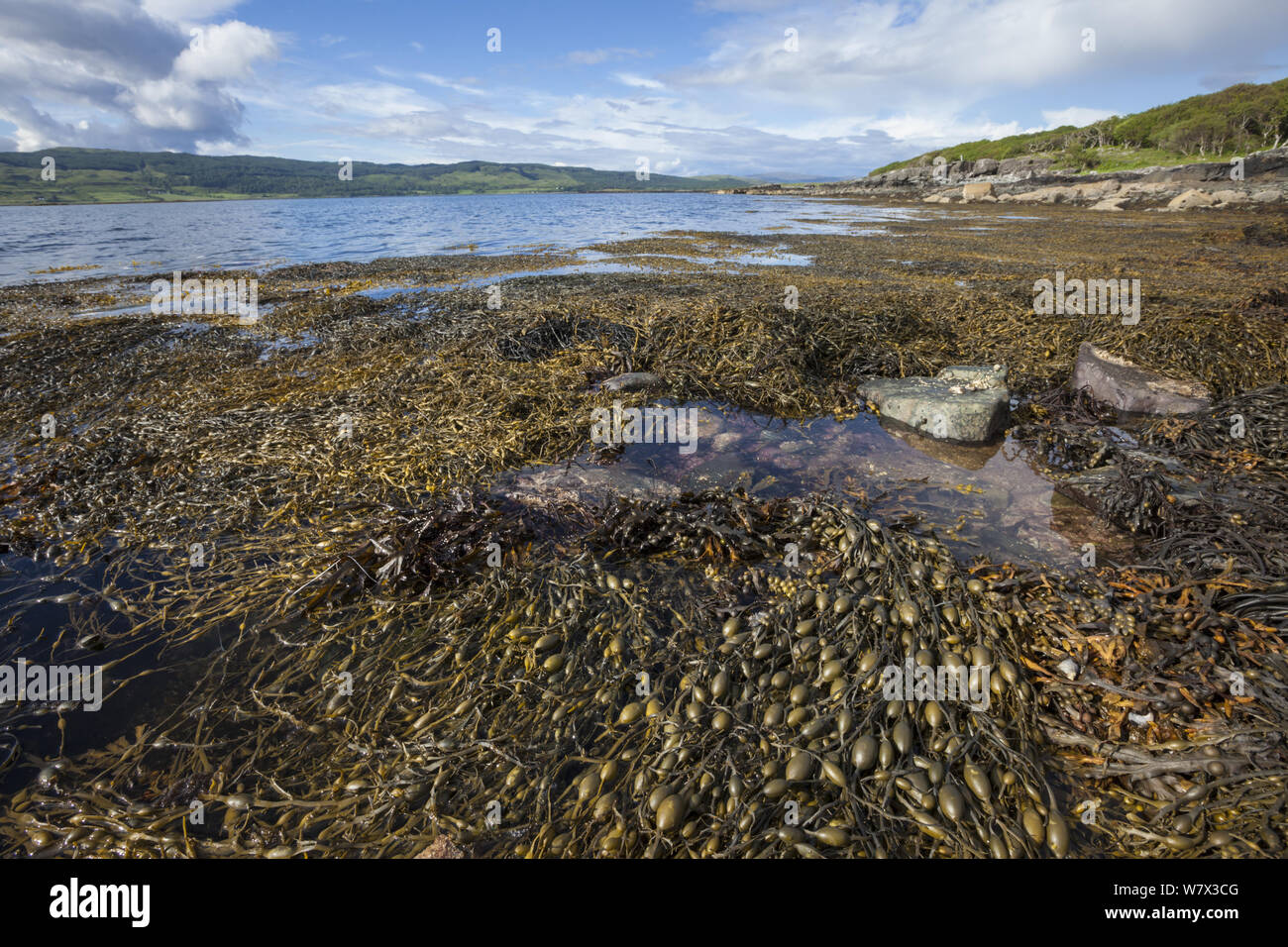 Knotted wrack algae hi-res stock photography and images - Alamy