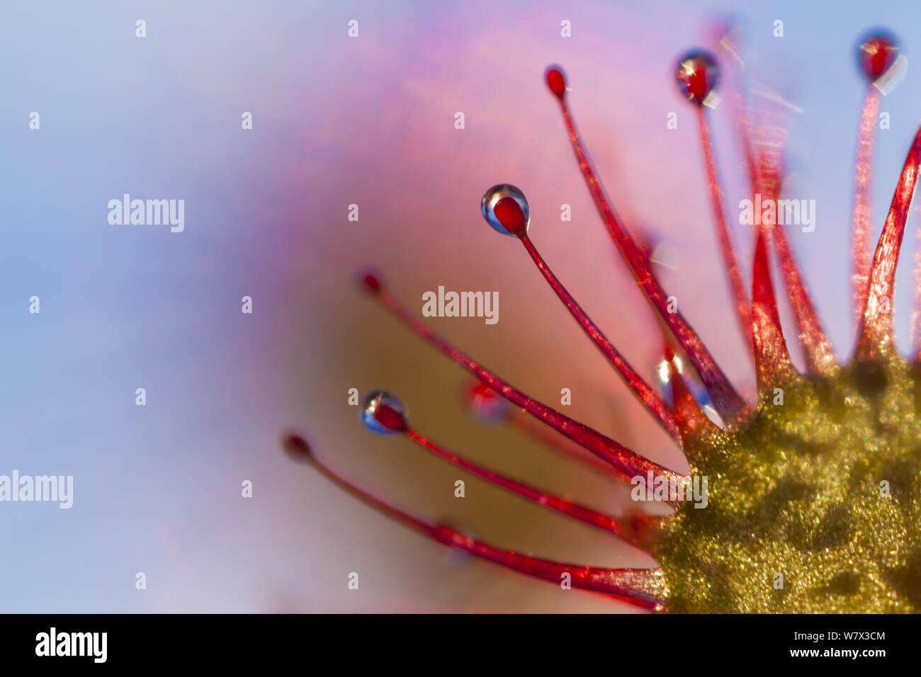 Sundew up close hi-res stock photography and images - Alamy