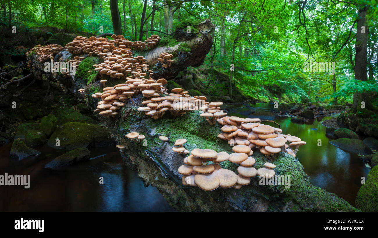 Dead birch tree hi-res stock photography and images - Alamy
