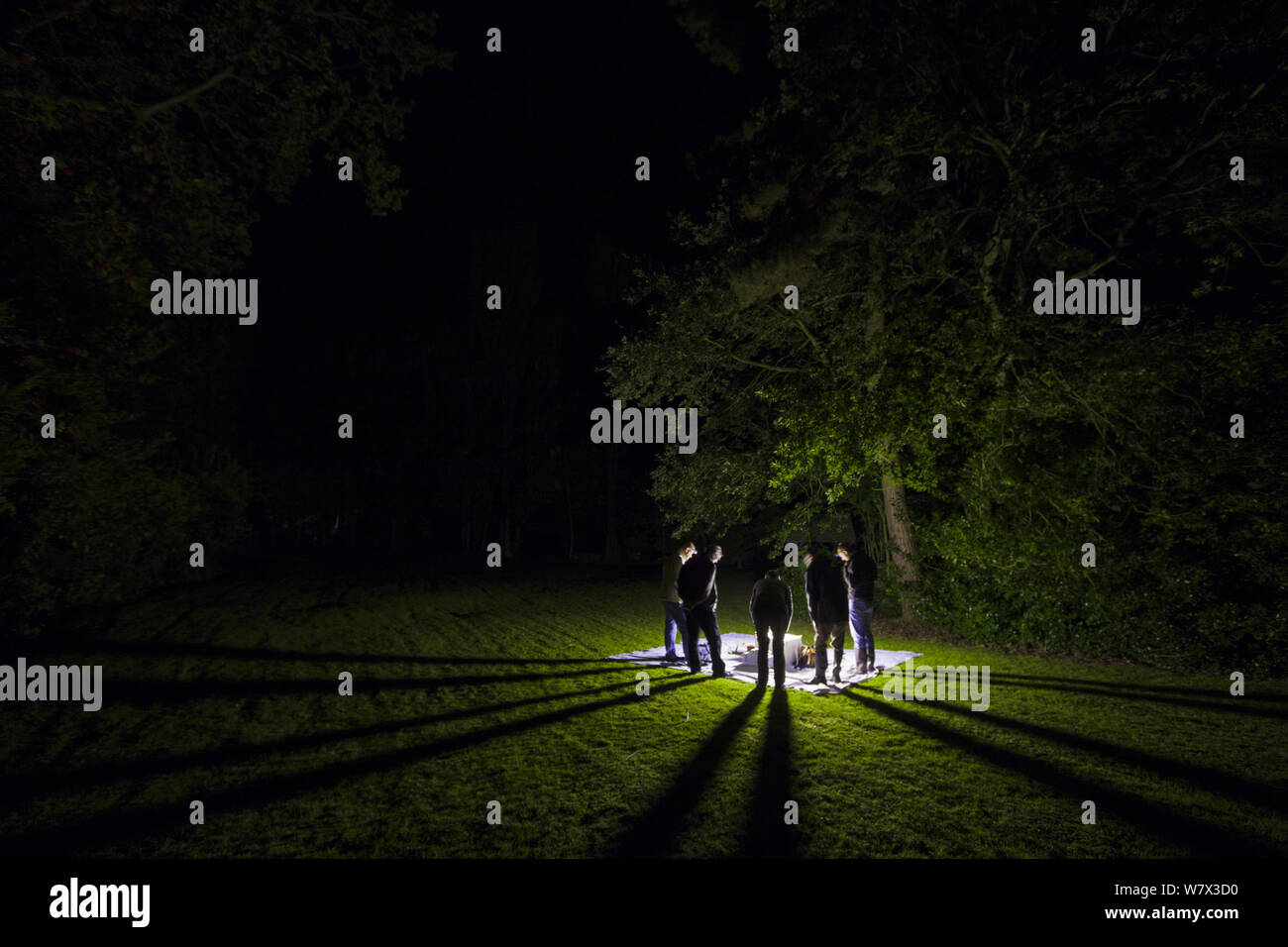 People looking at moth trap at night, The National Forest ...