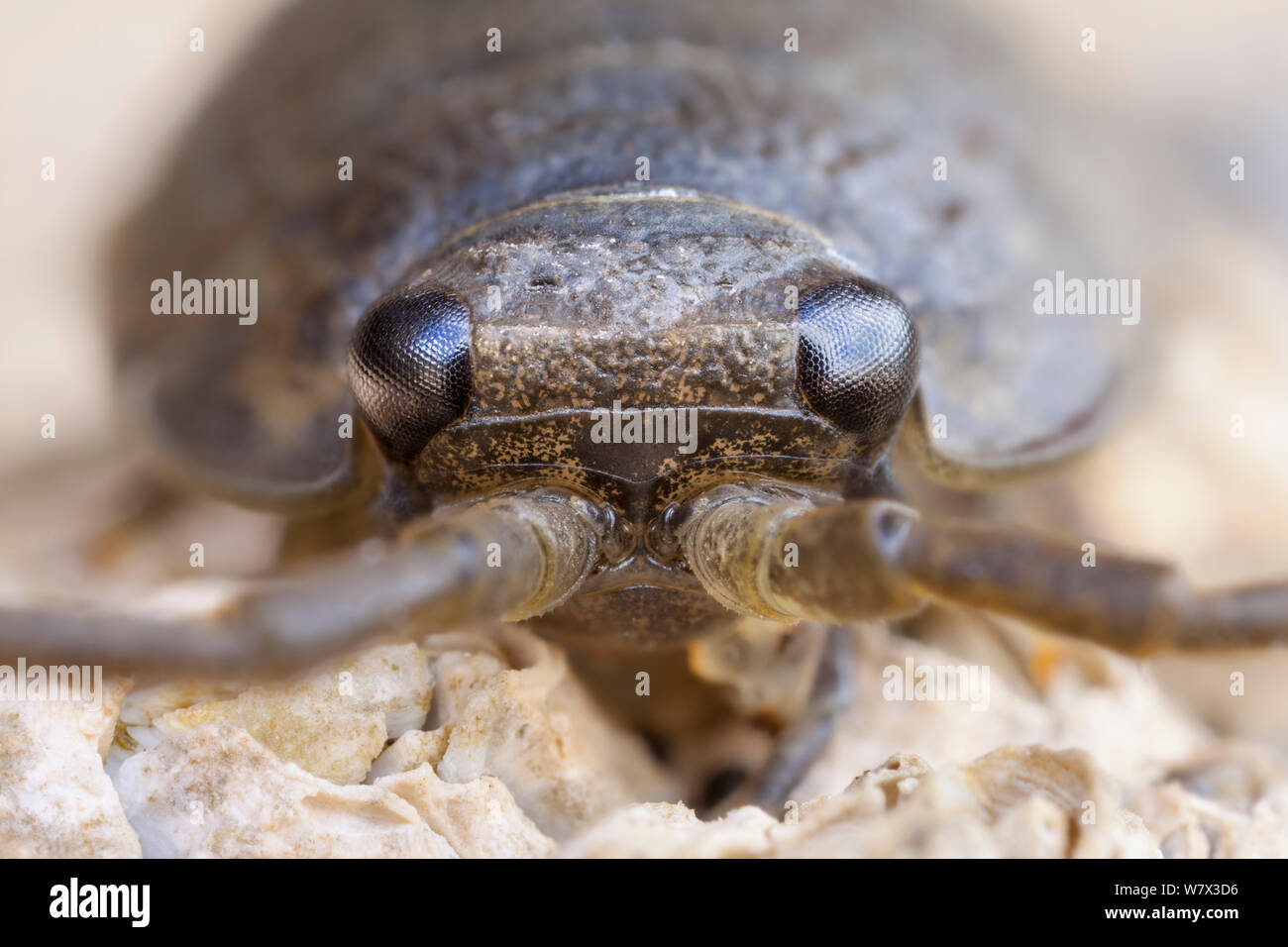 Ligia oceanica hi-res stock photography and images - Alamy