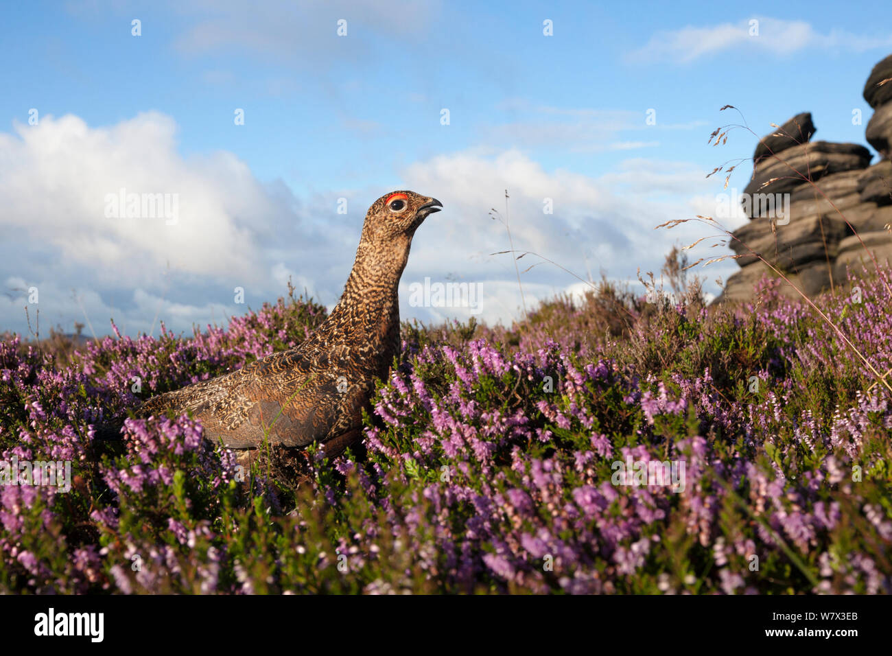 Red grouse (Lagopus lagopus scoticus) on heather moorland, Derwent Edge ...