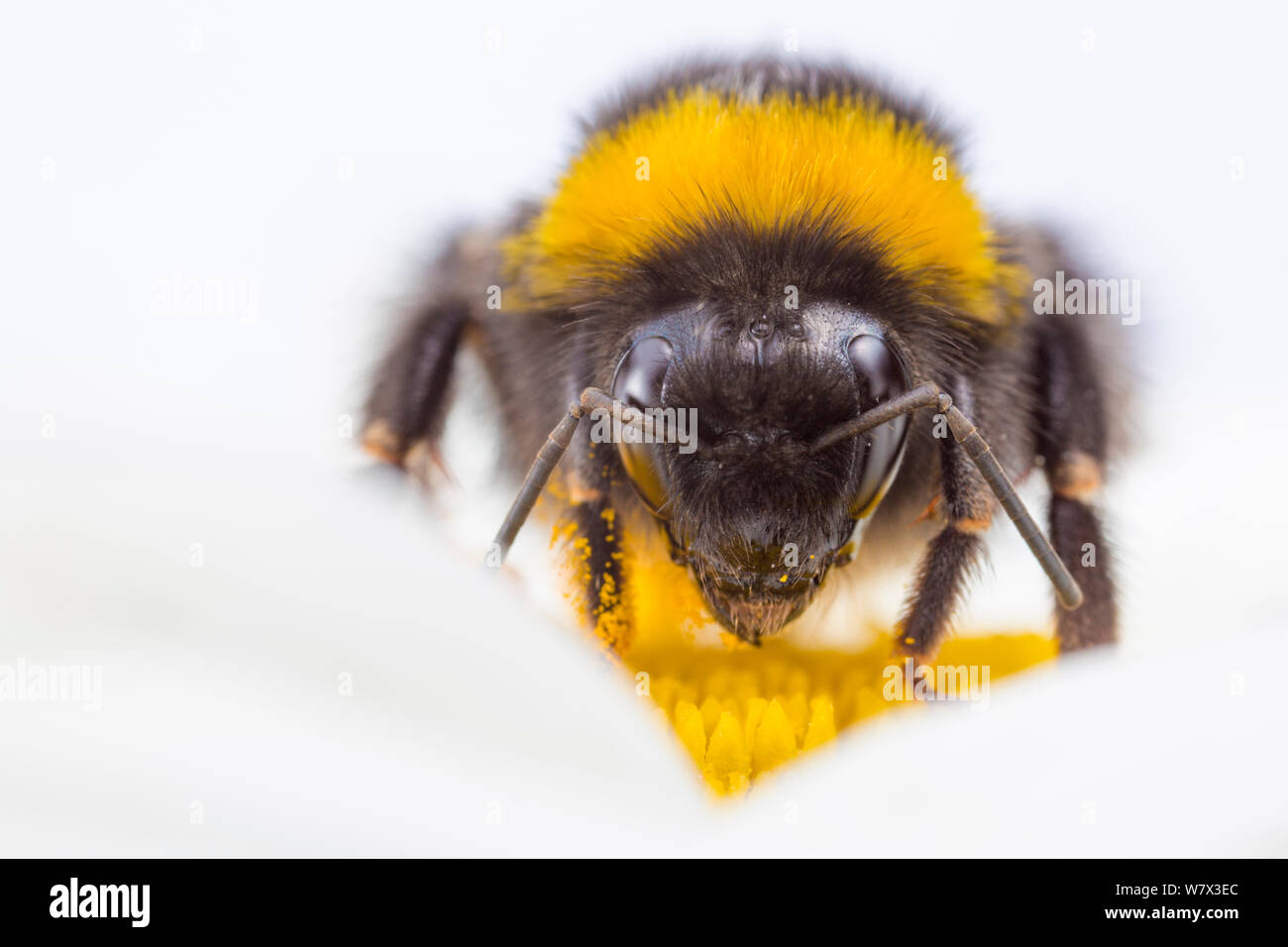 Buff-tailed Bumblebee {Bombus terrestris} worker feeding on Ox-eye ...