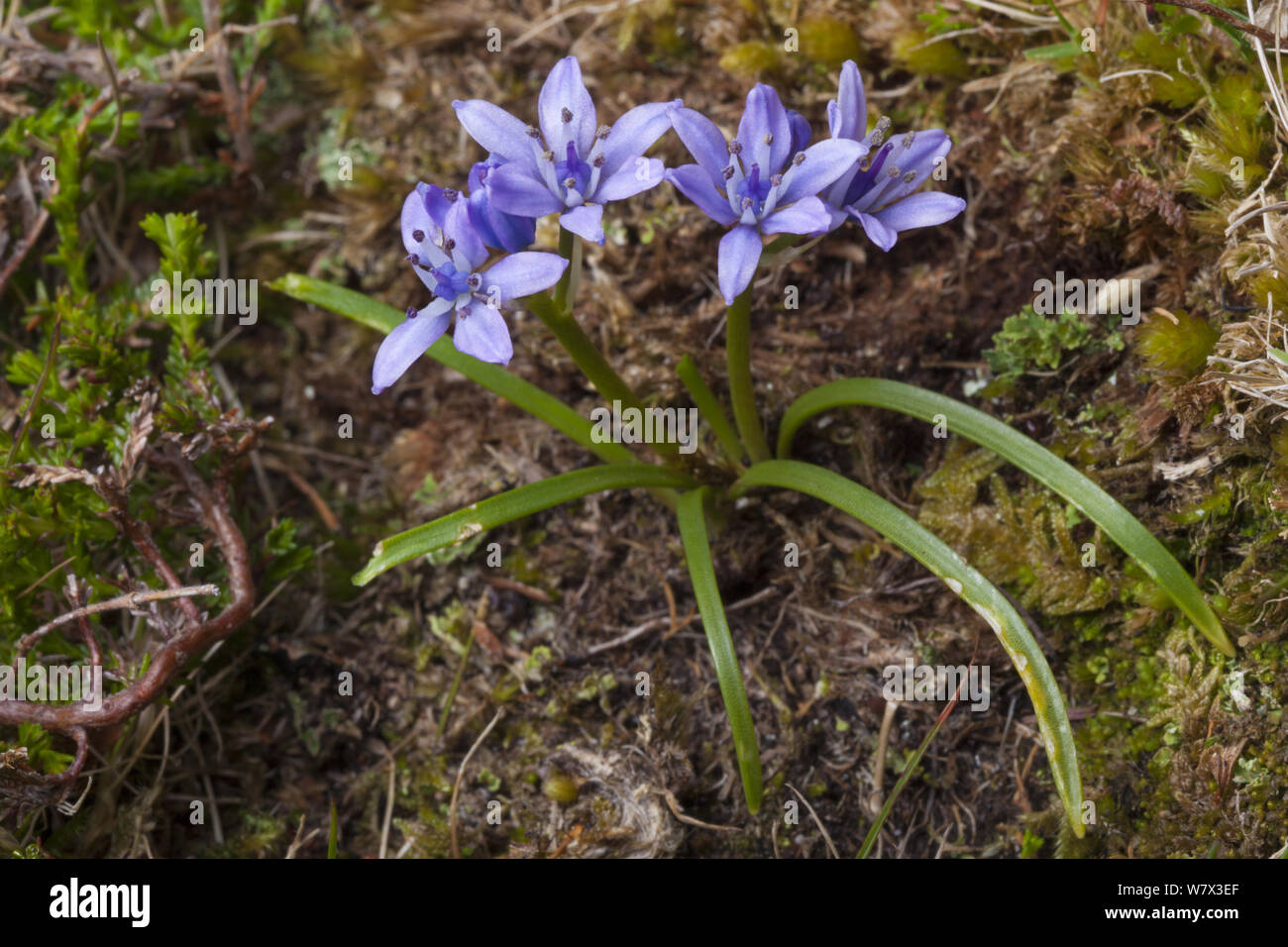 Spring Squill (Scilla verna) in flower on cliff top. Iona, Isle of Mull ...